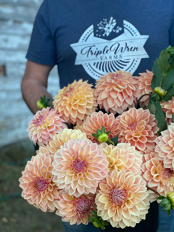 Bloomquist Alan Dahlia Tuber – Triple Wren Farms