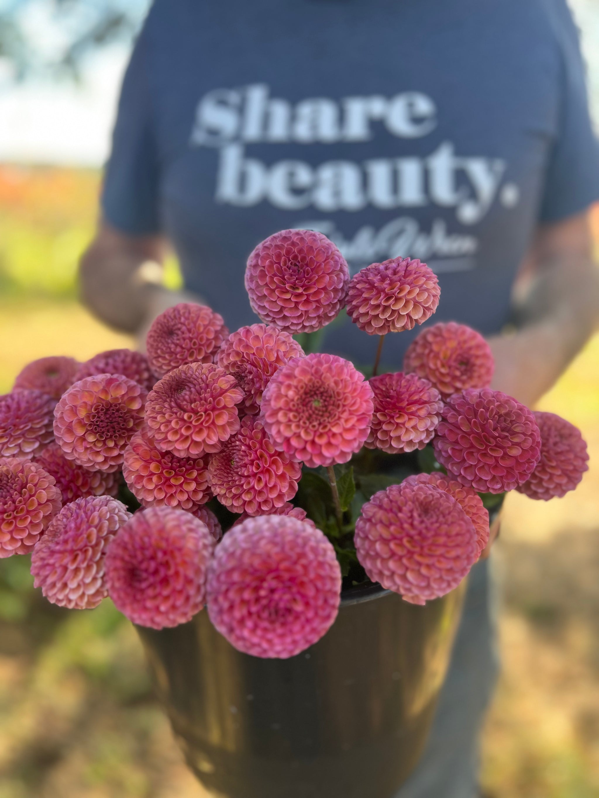 Koko Puff Dahlia Tuber – Triple Wren Farms