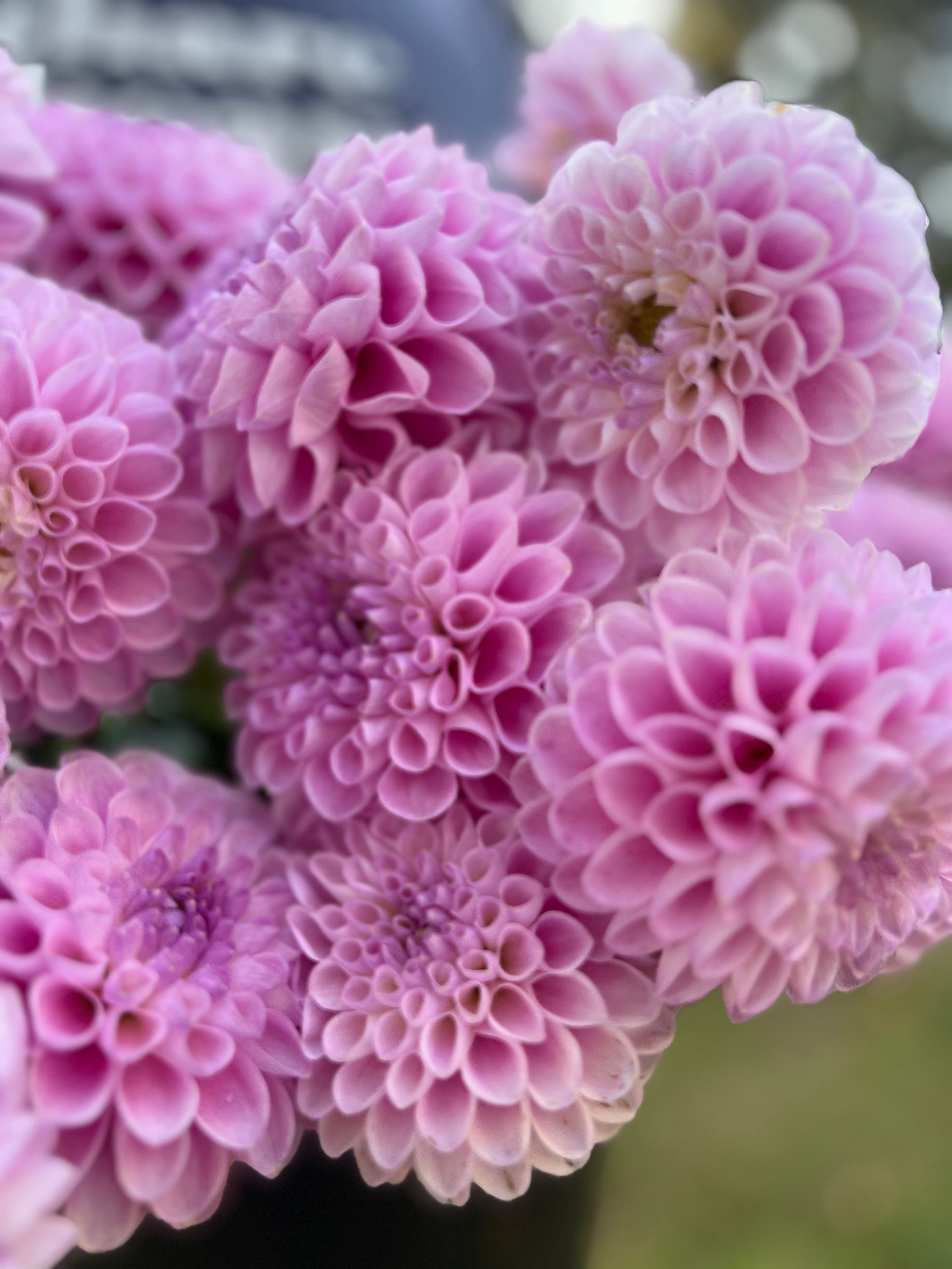 Snoho Sonia Dahlia Tuber – Triple Wren Farms