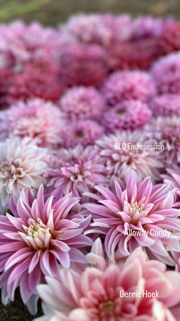 Alloway Candy Dahlia Tuber – Triple Wren Farms
