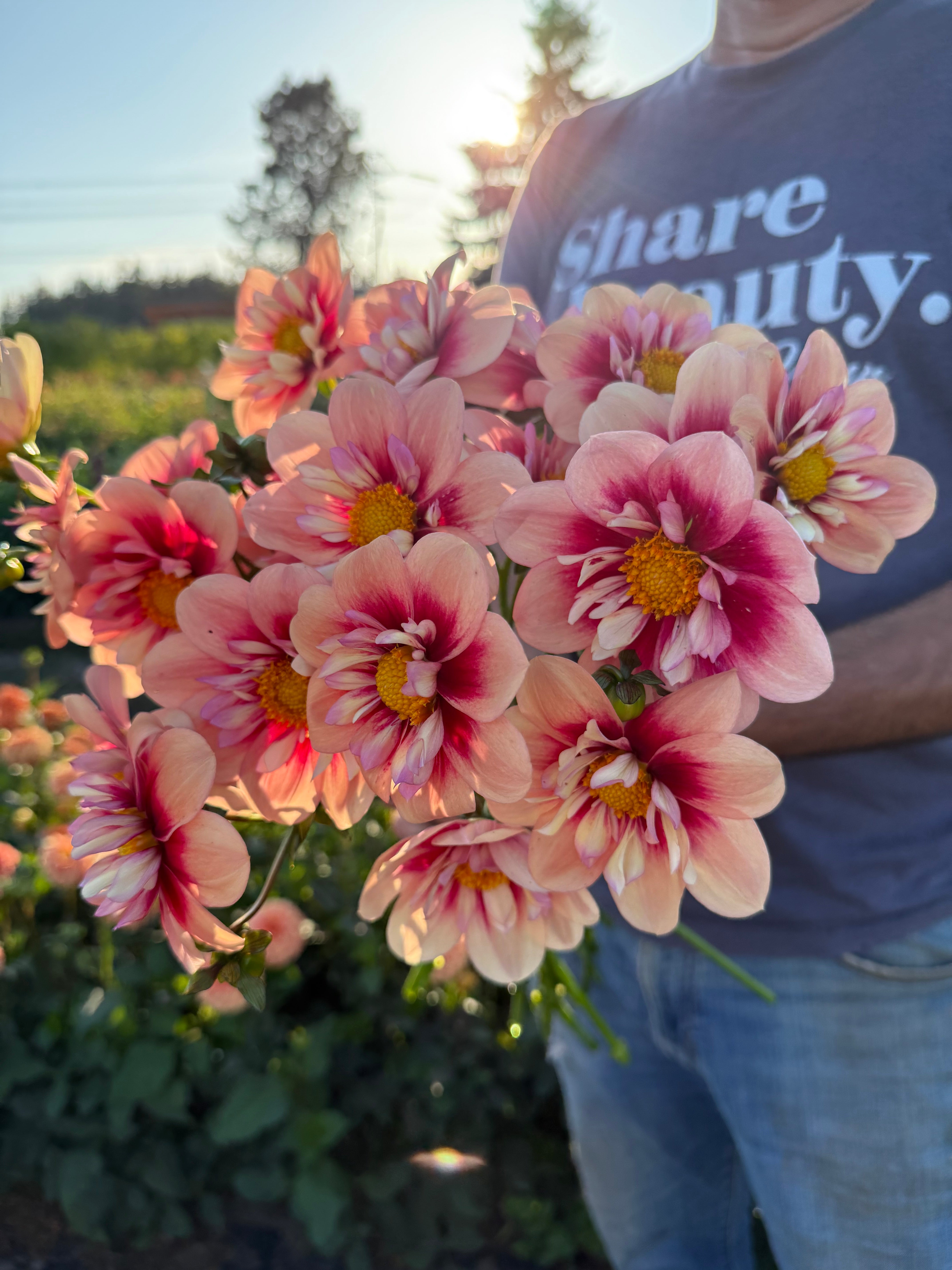 Rhubarb and Custard Dahlia Tuber – Triple Wren Farms