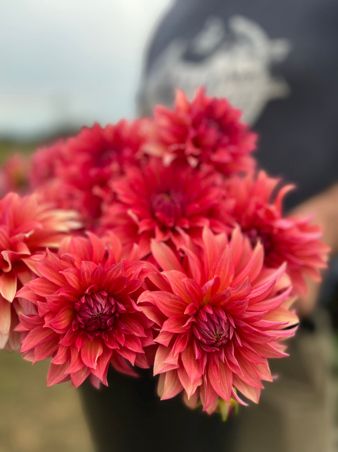 Sandia Ruthie Dahlia Tuber – Triple Wren Farms