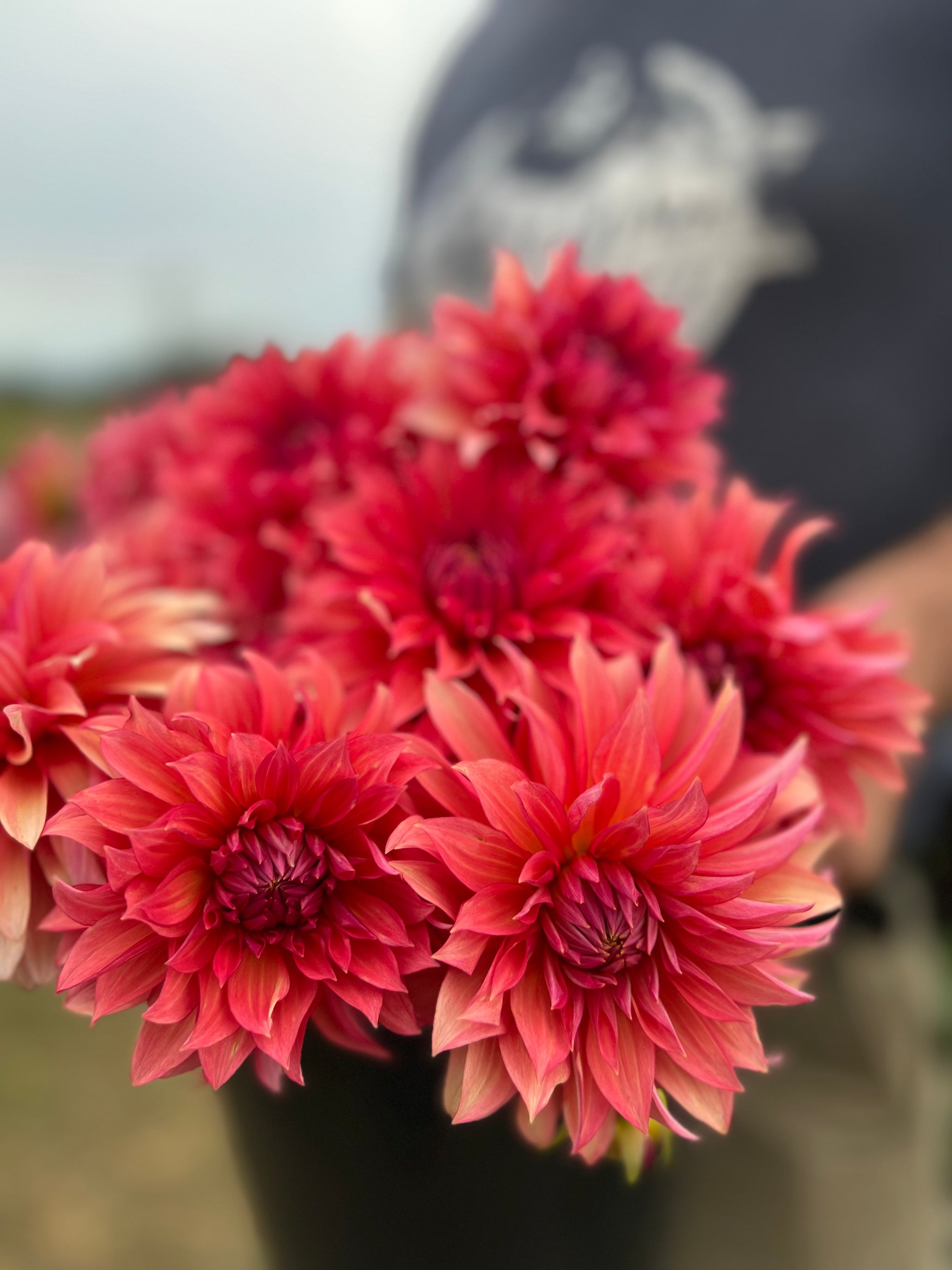 Sandia Ruthie Dahlia Tuber – Triple Wren Farms