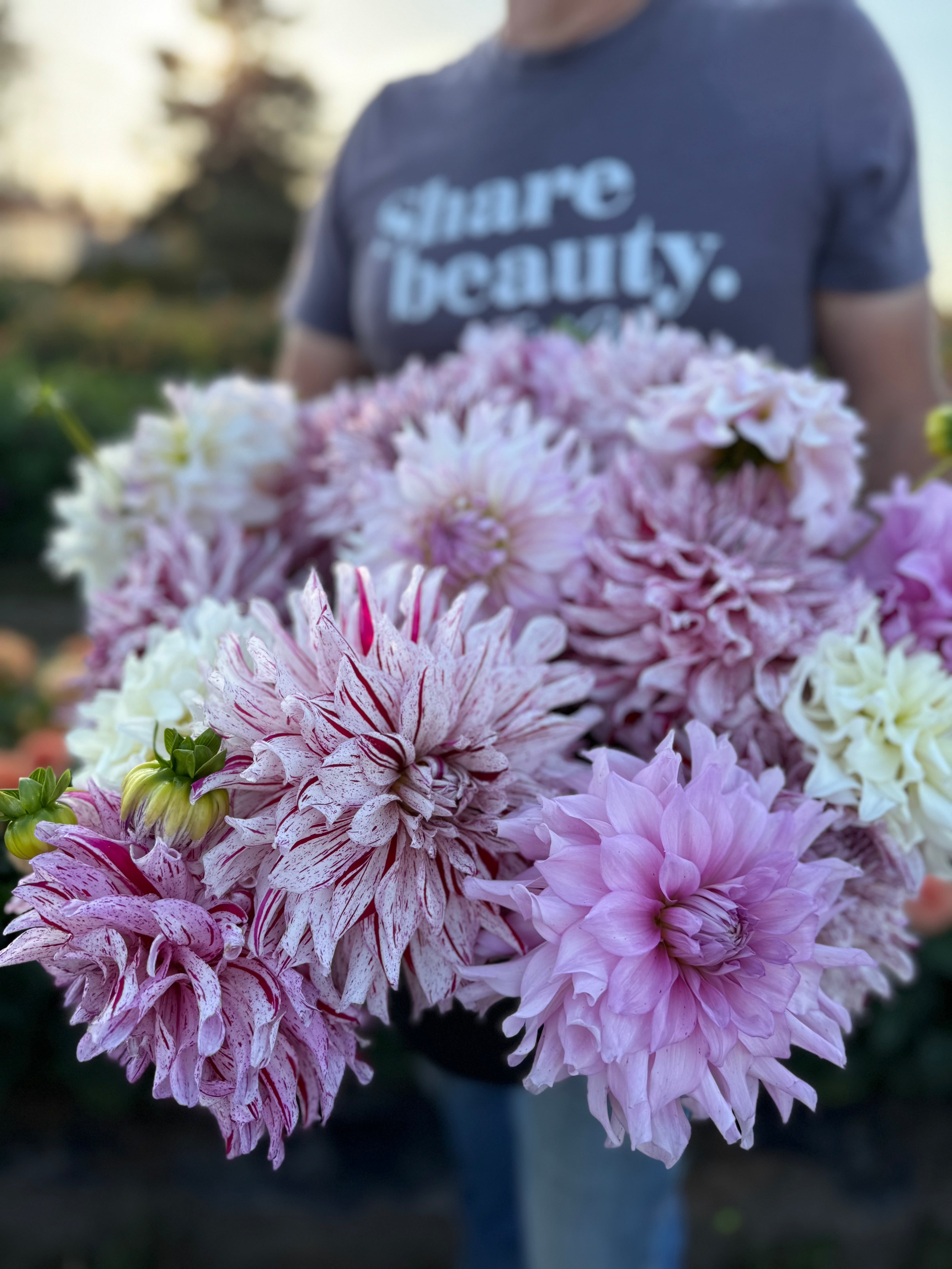 AC Paint Dahlia Tuber – Triple Wren Farms