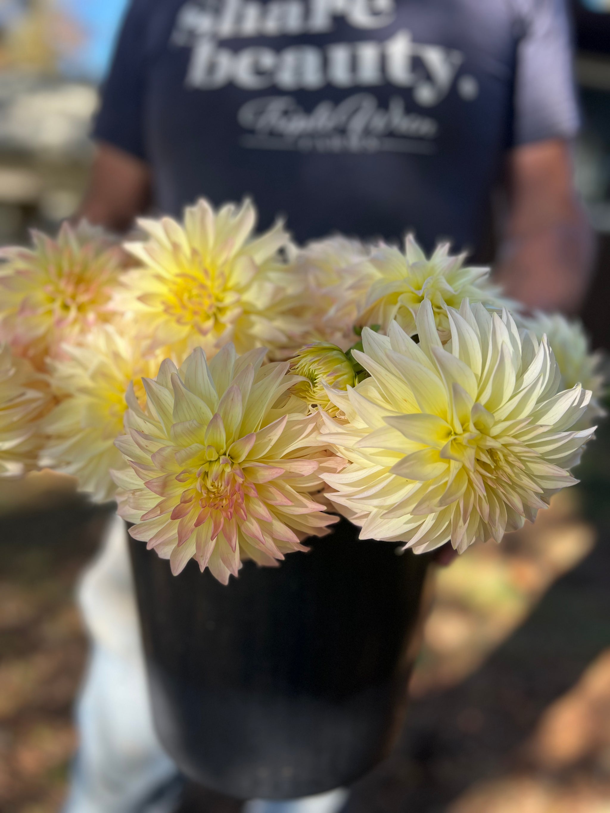 Bloomquist Cream Dahlia Tuber – Triple Wren Farms