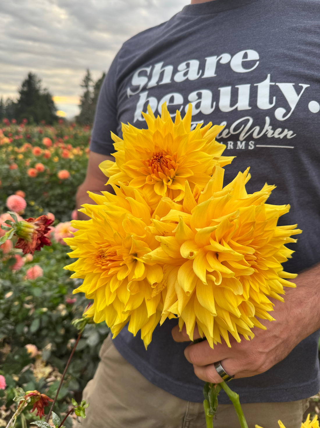 Bloomquist Buck Dahlia Tuber – Triple Wren Farms