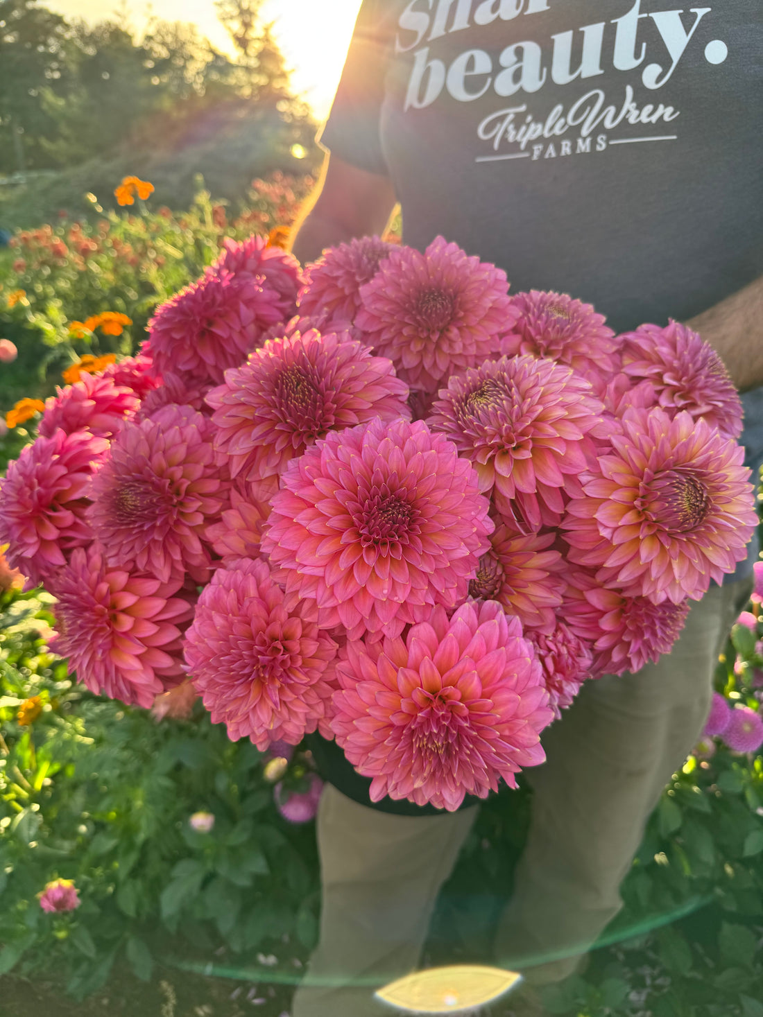 Bloomquist Mojo Dahlia Tuber – Triple Wren Farms