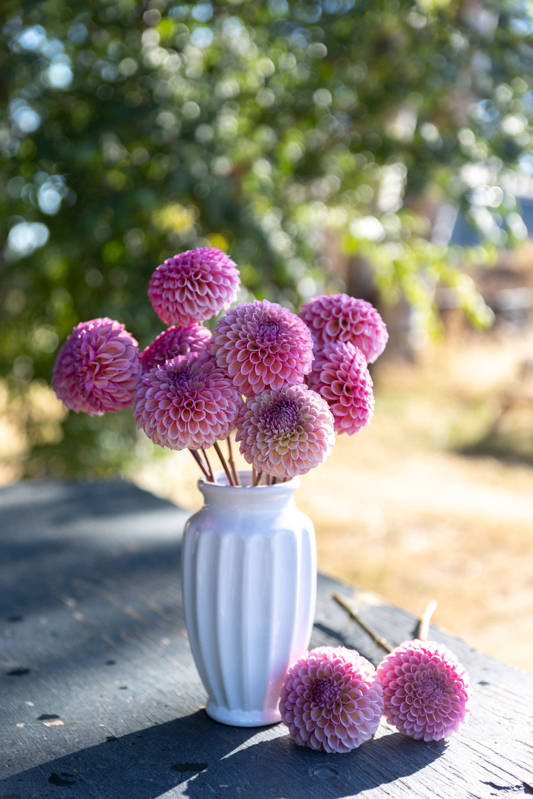 Triple Wren Farms – Triple Wren Farms