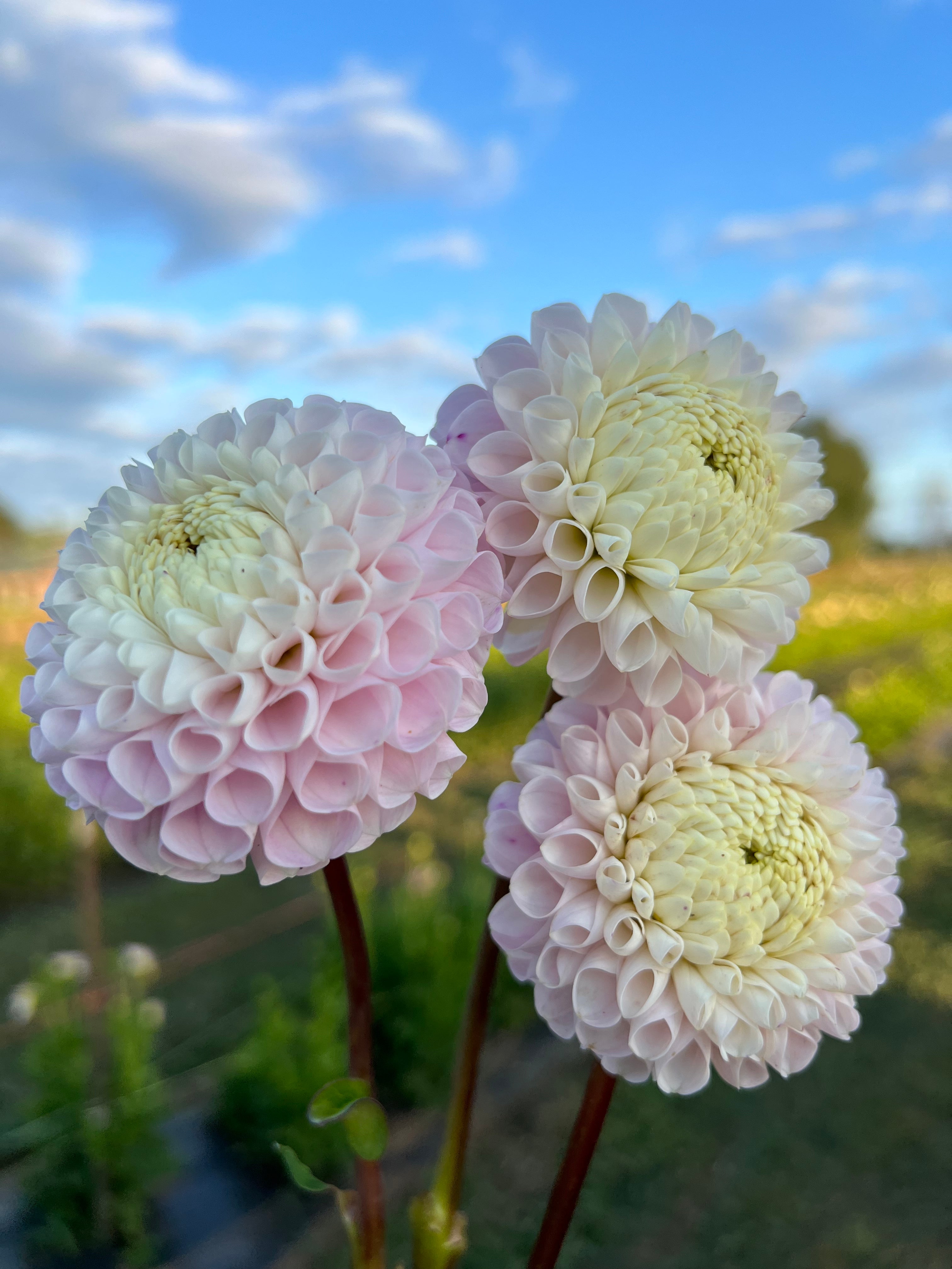 Irish Candy Dahlia Tuber – Triple Wren Farms