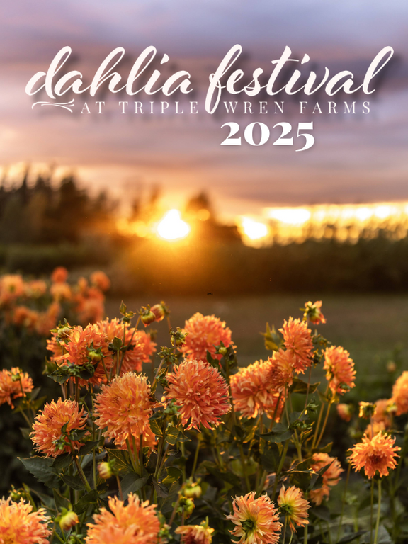 Triple Wren Farms Dahlia Festival