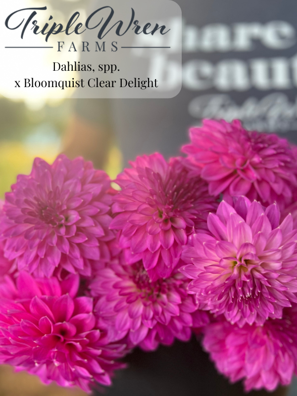 Winter Seed Sale – Triple Wren Farms