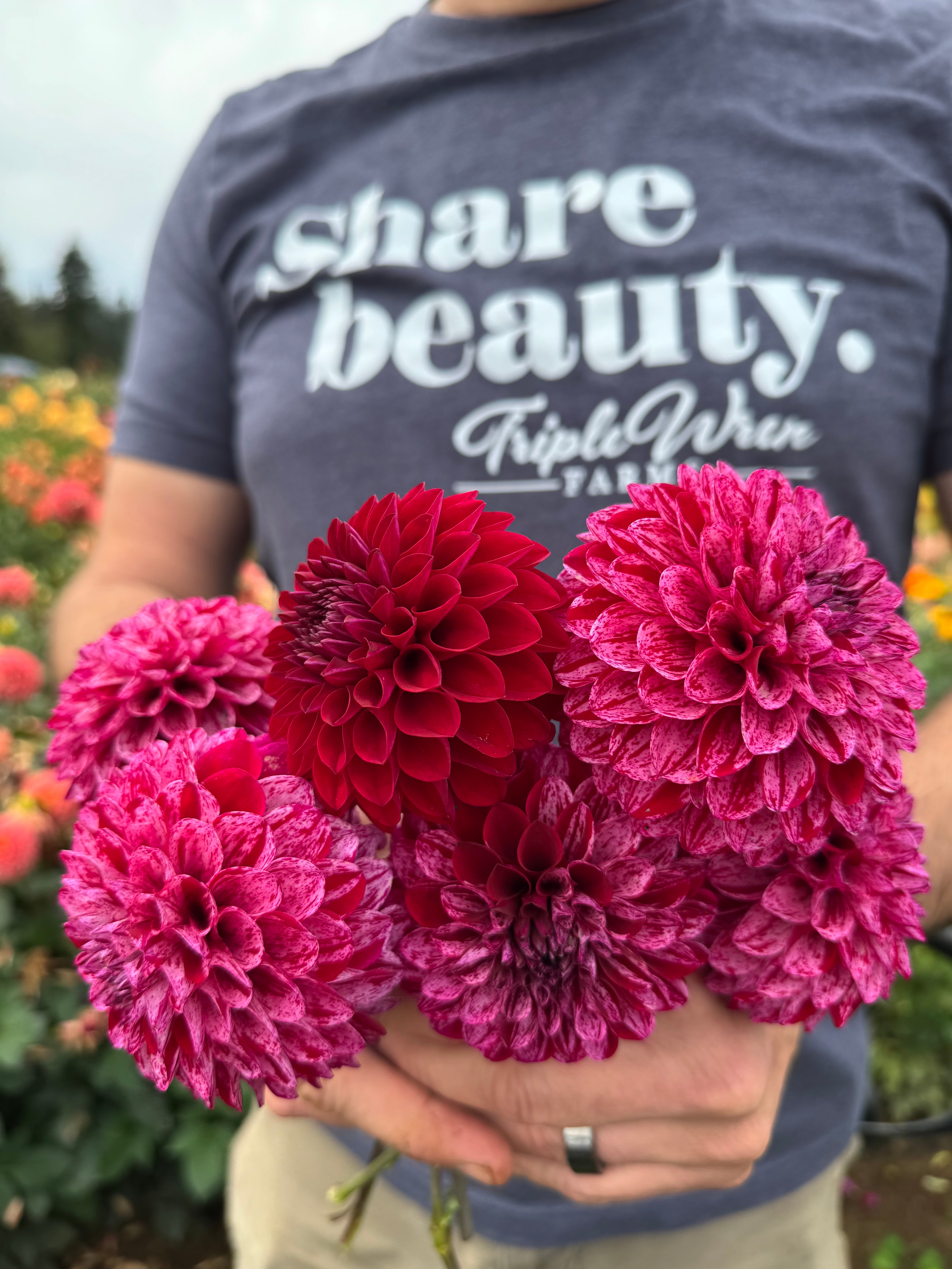 Danny Boy Dahlia Tuber – Triple Wren Farms