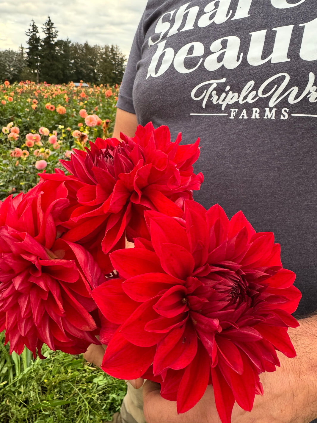 All Dahlia Tubers – Page 9 – Triple Wren Farms