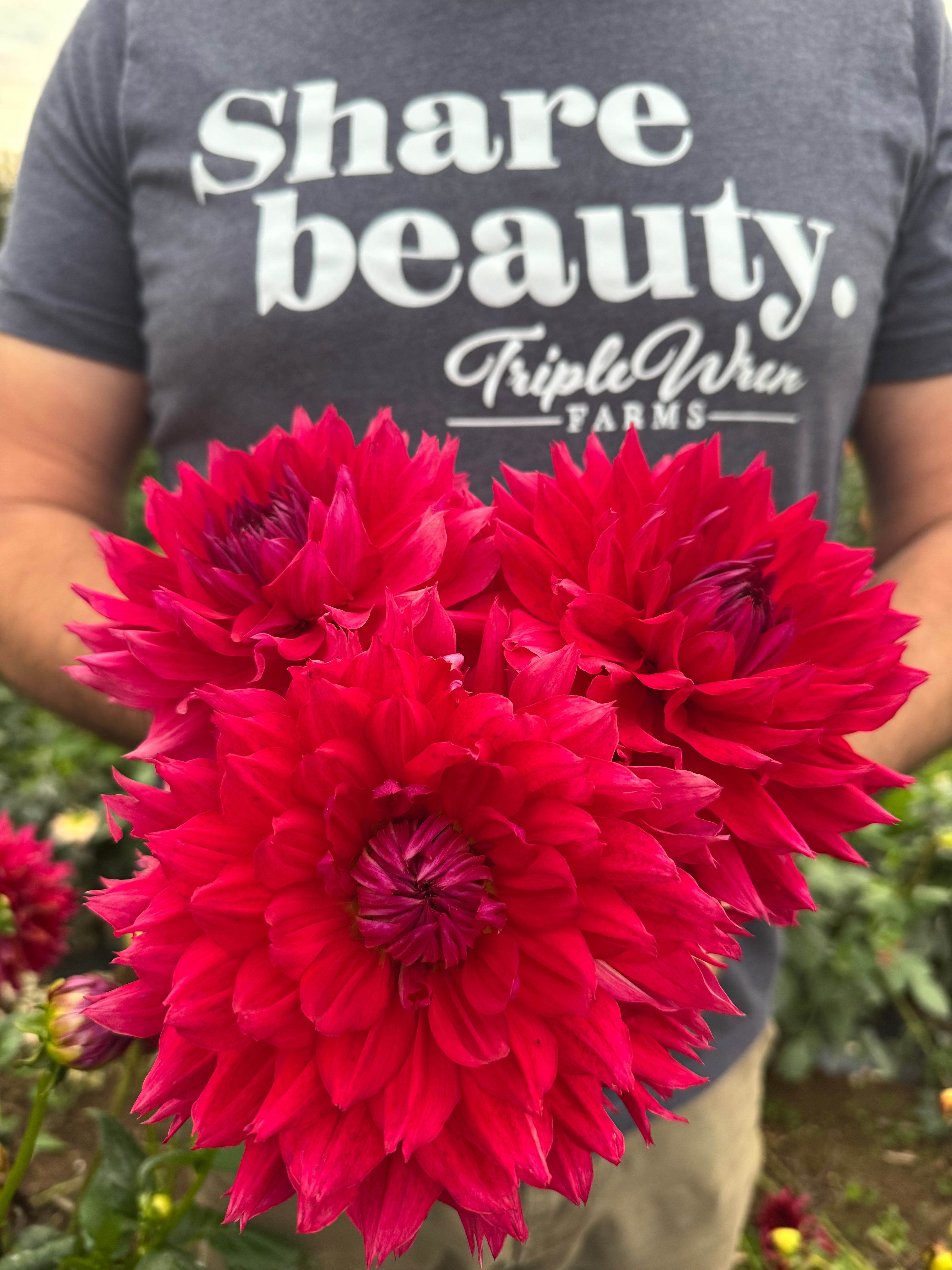 Elks Lips on Fire Dahlia Tuber – Triple Wren Farms