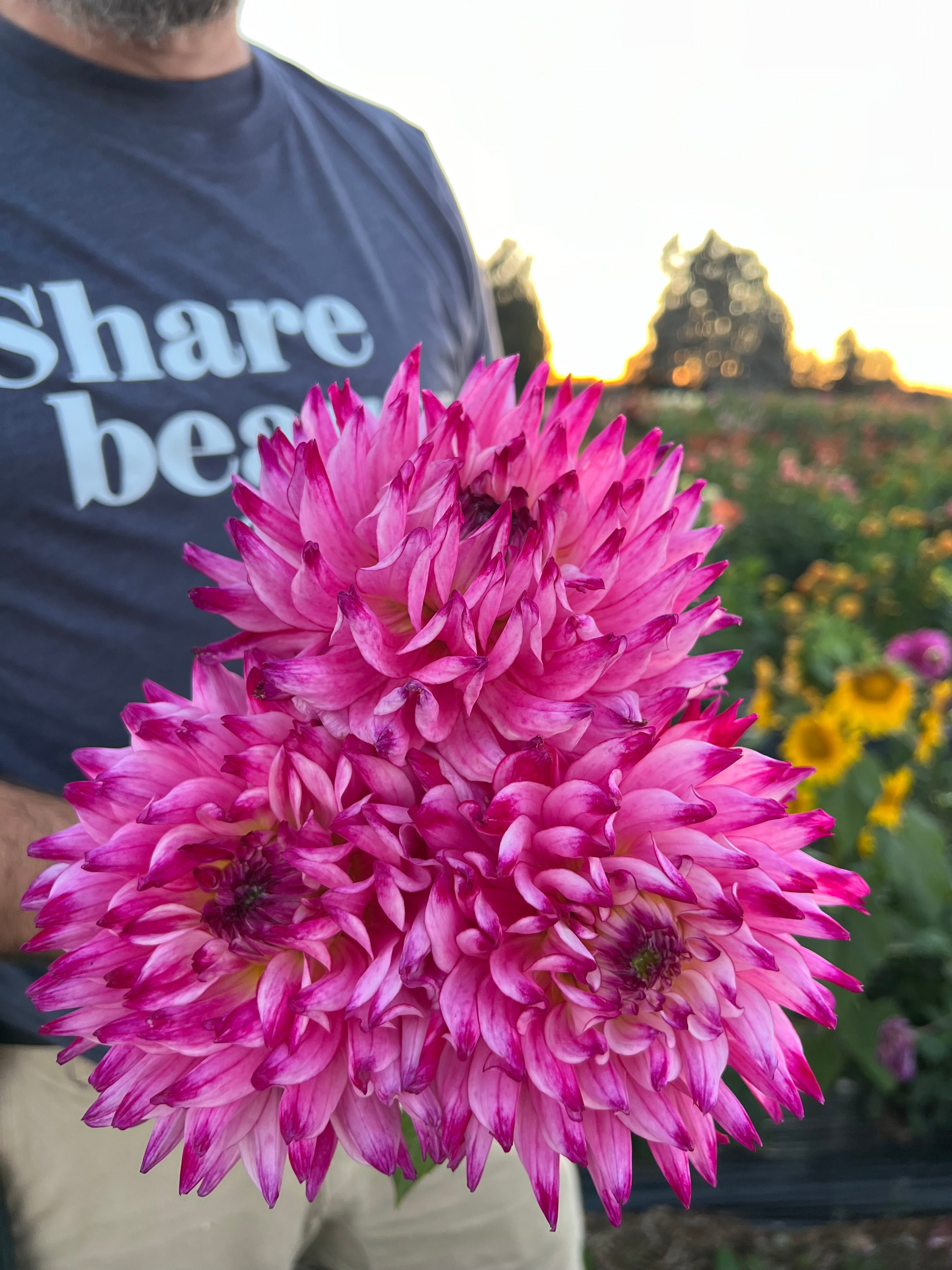 Enchantress Dahlia Tuber – Triple Wren Farms