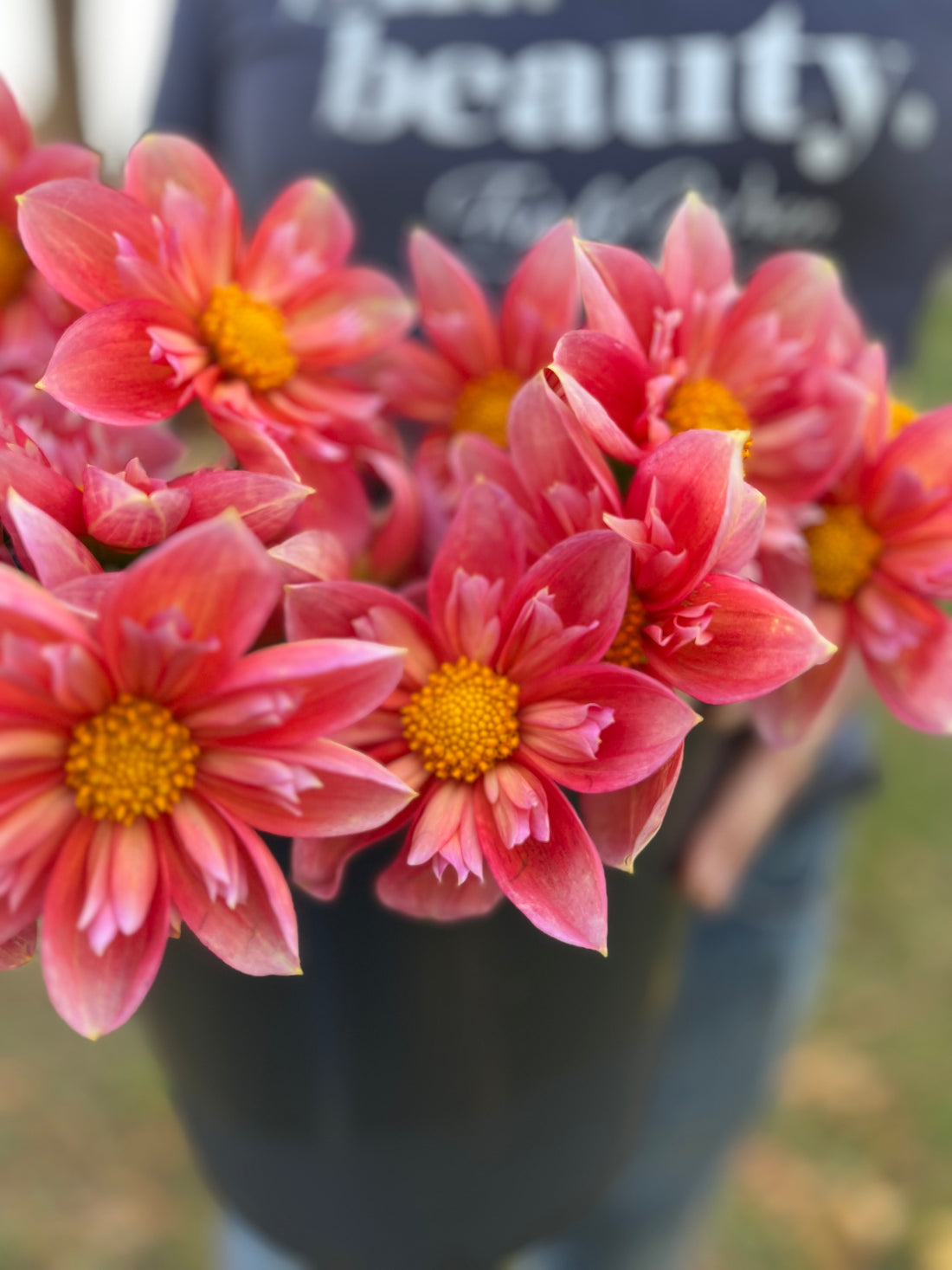 Bloomquist Simple Dahlia Tuber – Triple Wren Farms