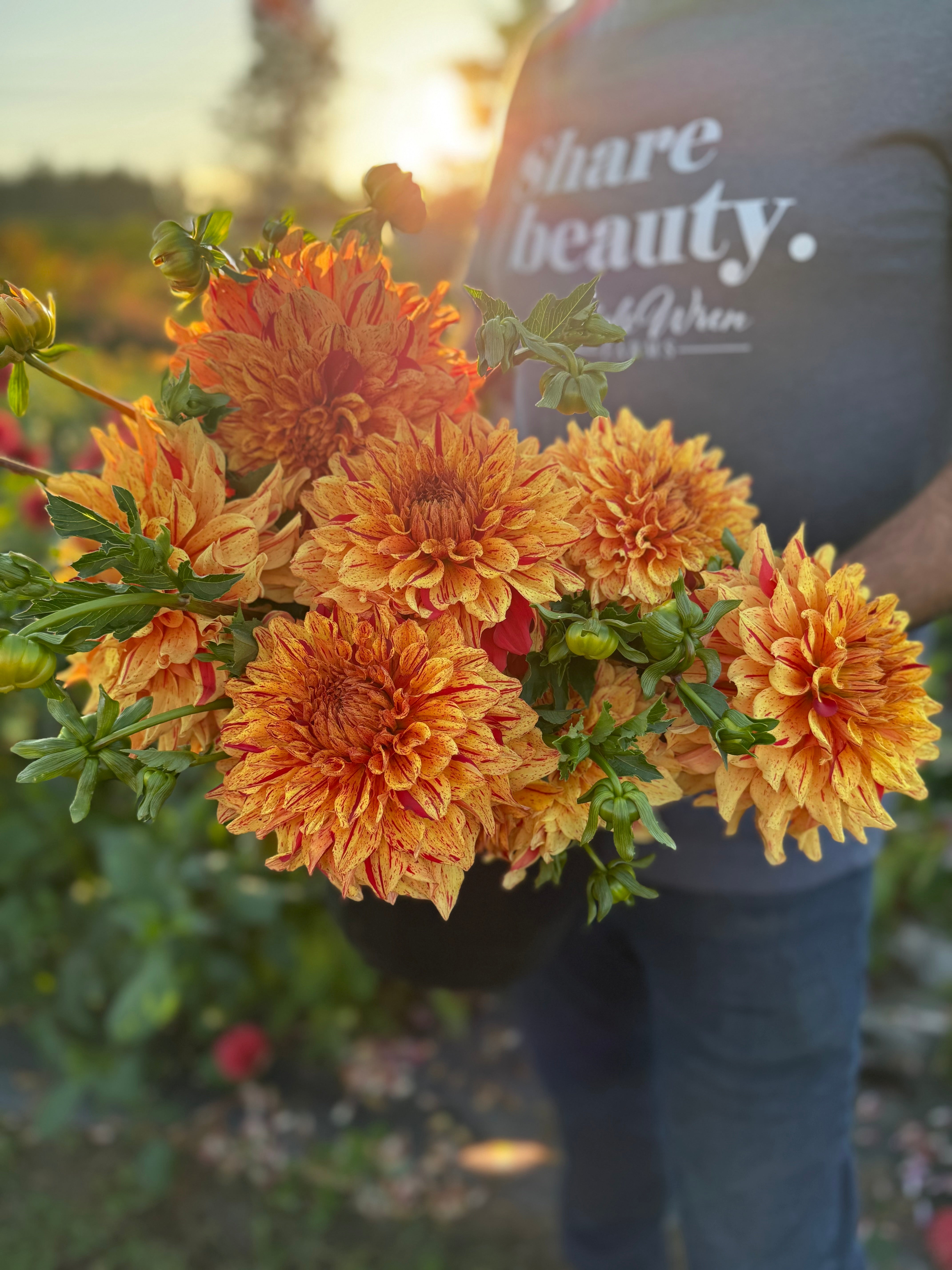 Ferncliff Solar Flare Dahlia Tuber – Triple Wren Farms