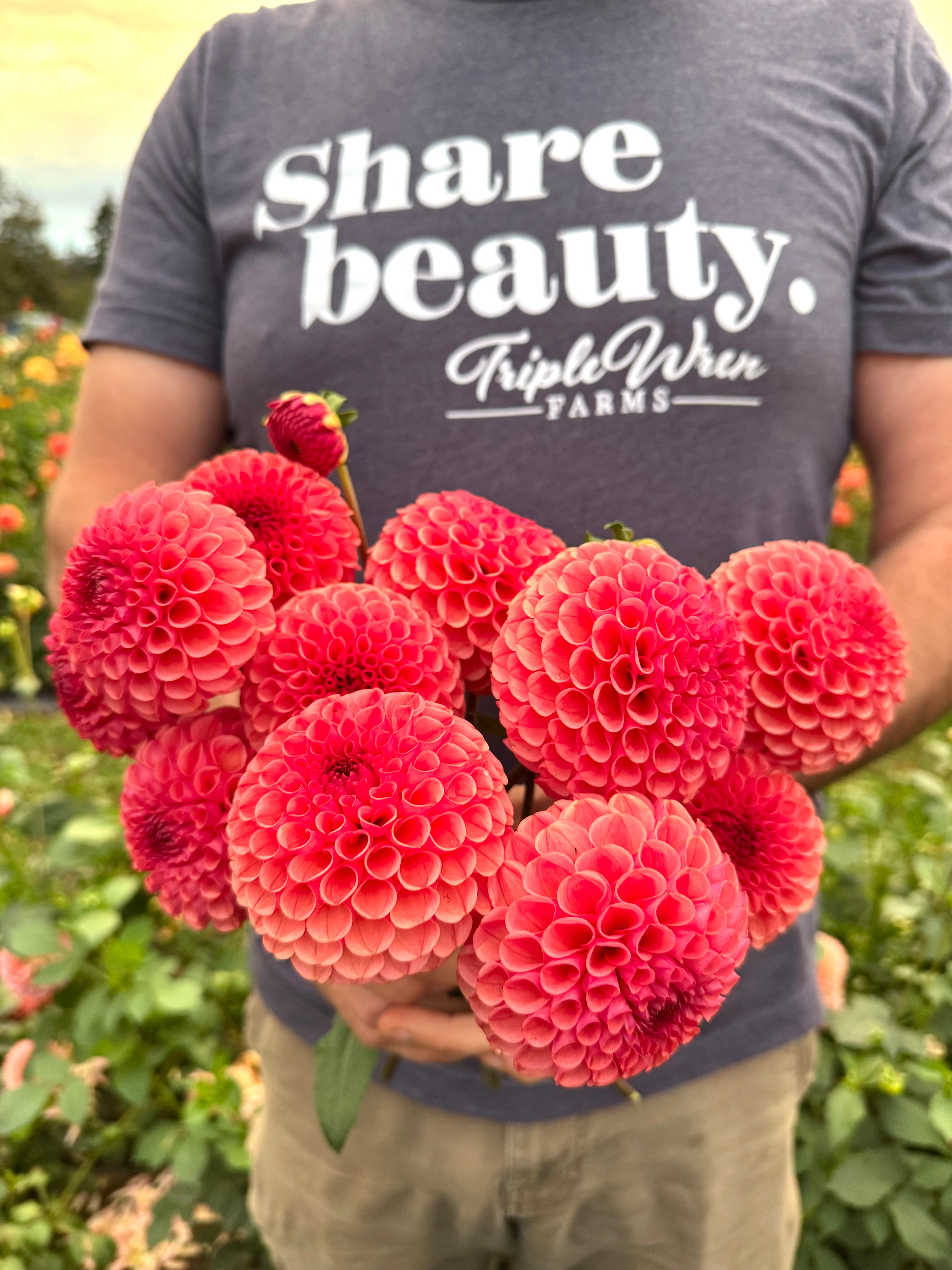 Ferncliff Rusty Dahlia Tuber – Triple Wren Farms