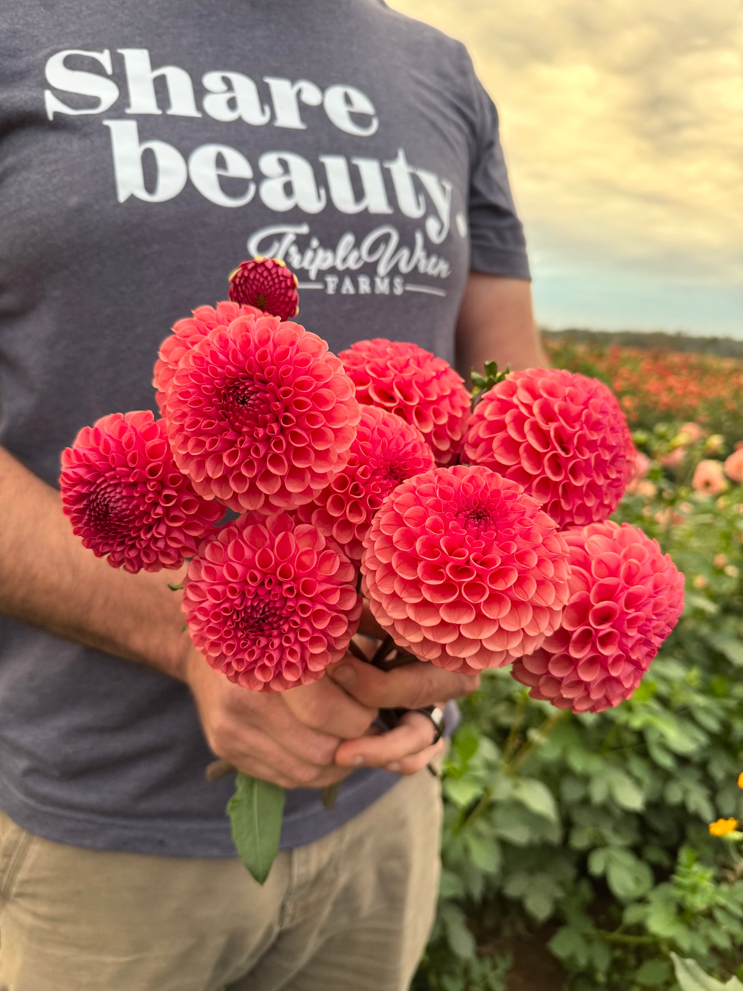 Ferncliff Rusty Dahlia Tuber – Triple Wren Farms