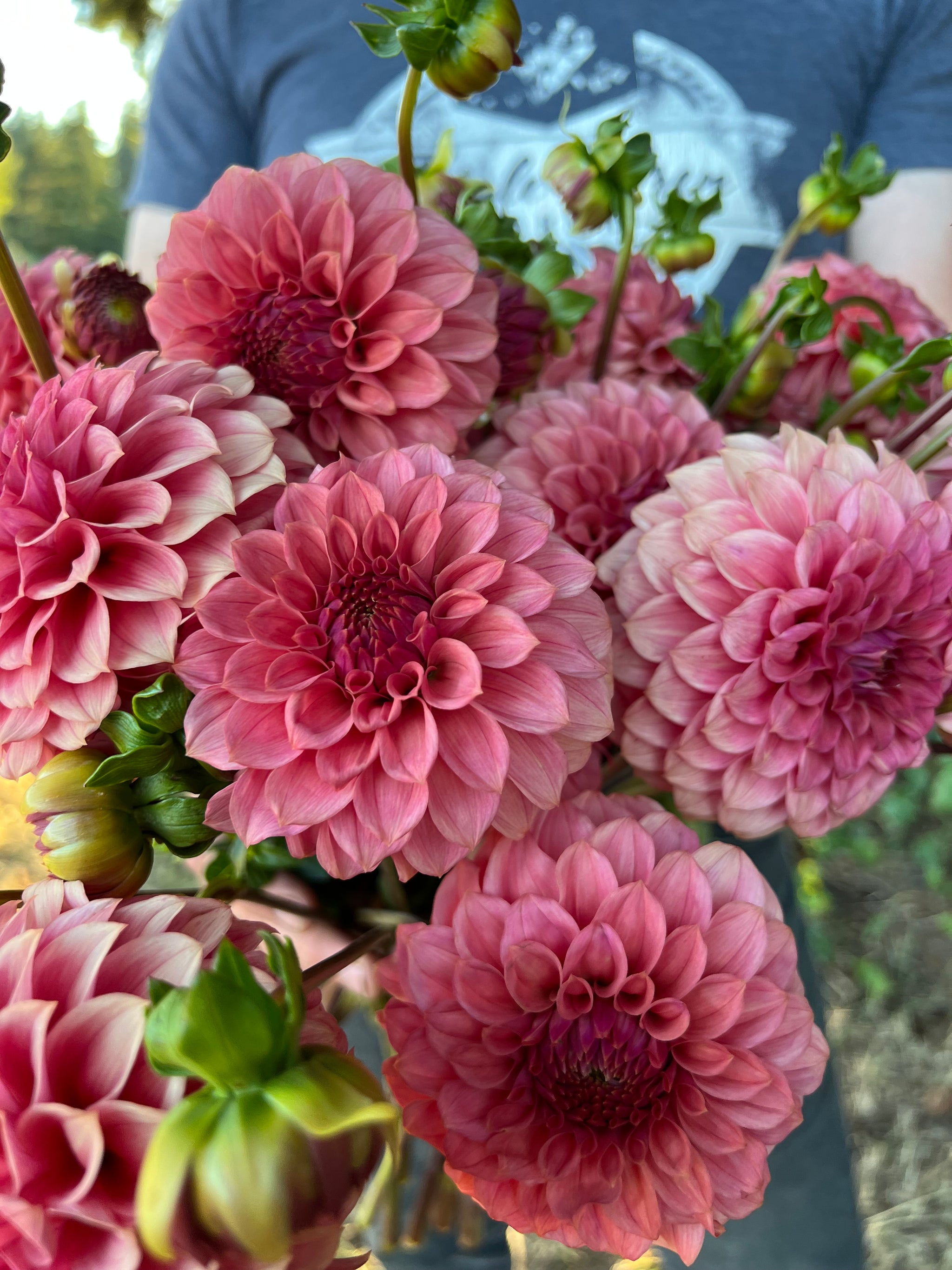 KA's™ Keltie Rose Dahlia Tuber – Triple Wren Farms