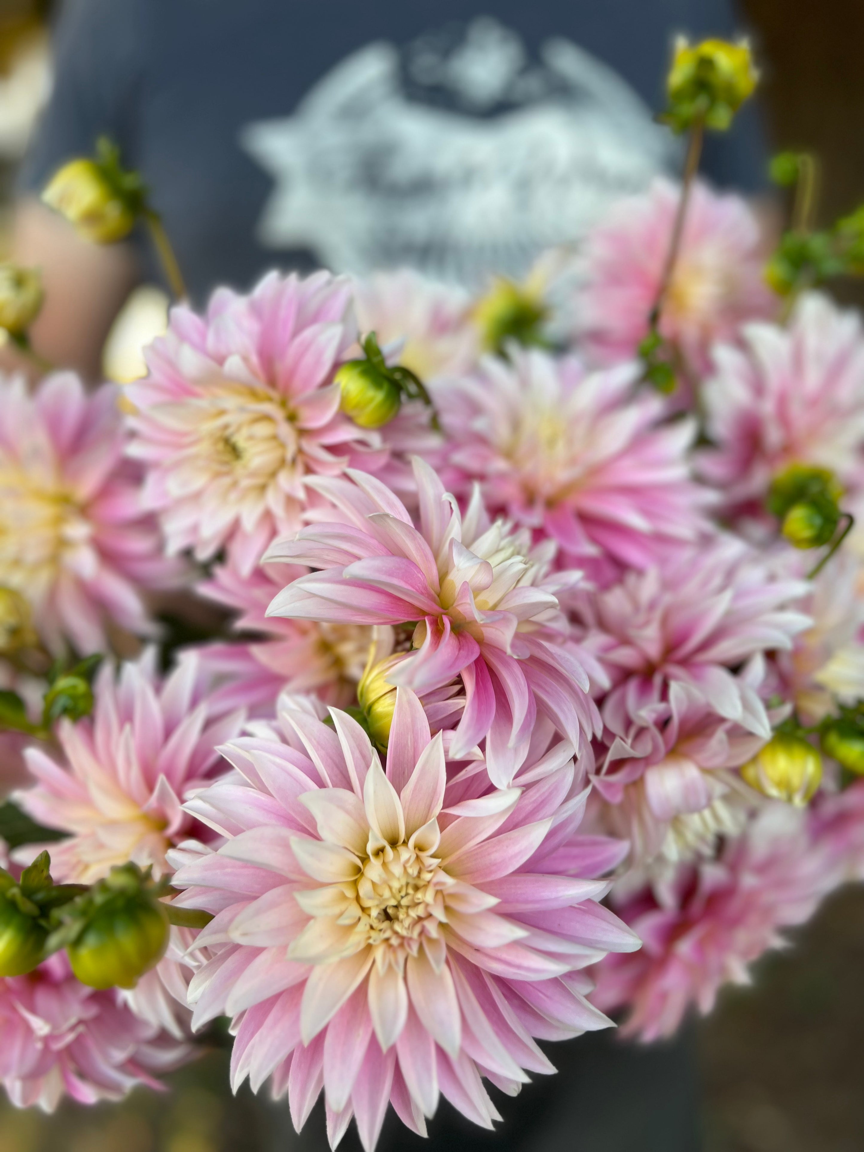 Alloway Candy Dahlia Tuber – Triple Wren Farms