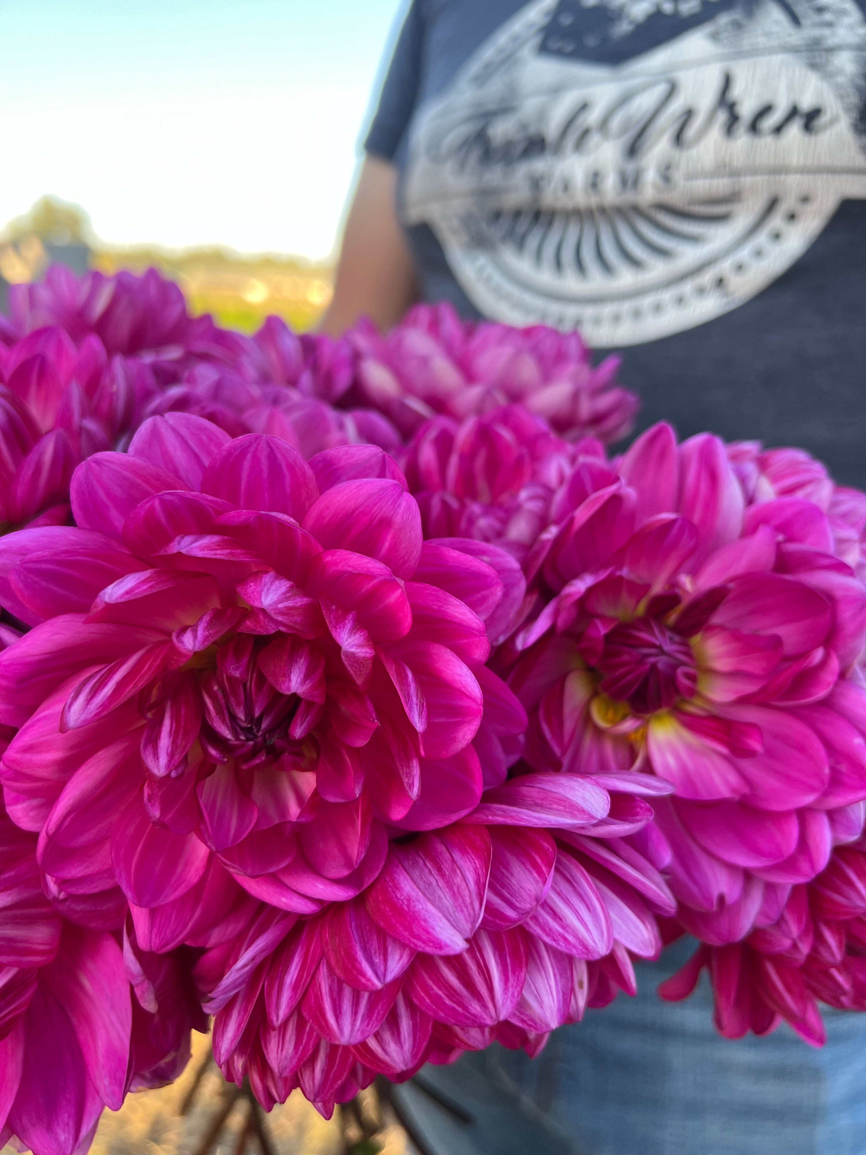 Sandia Lillian Dahlia Tuber – Triple Wren Farms