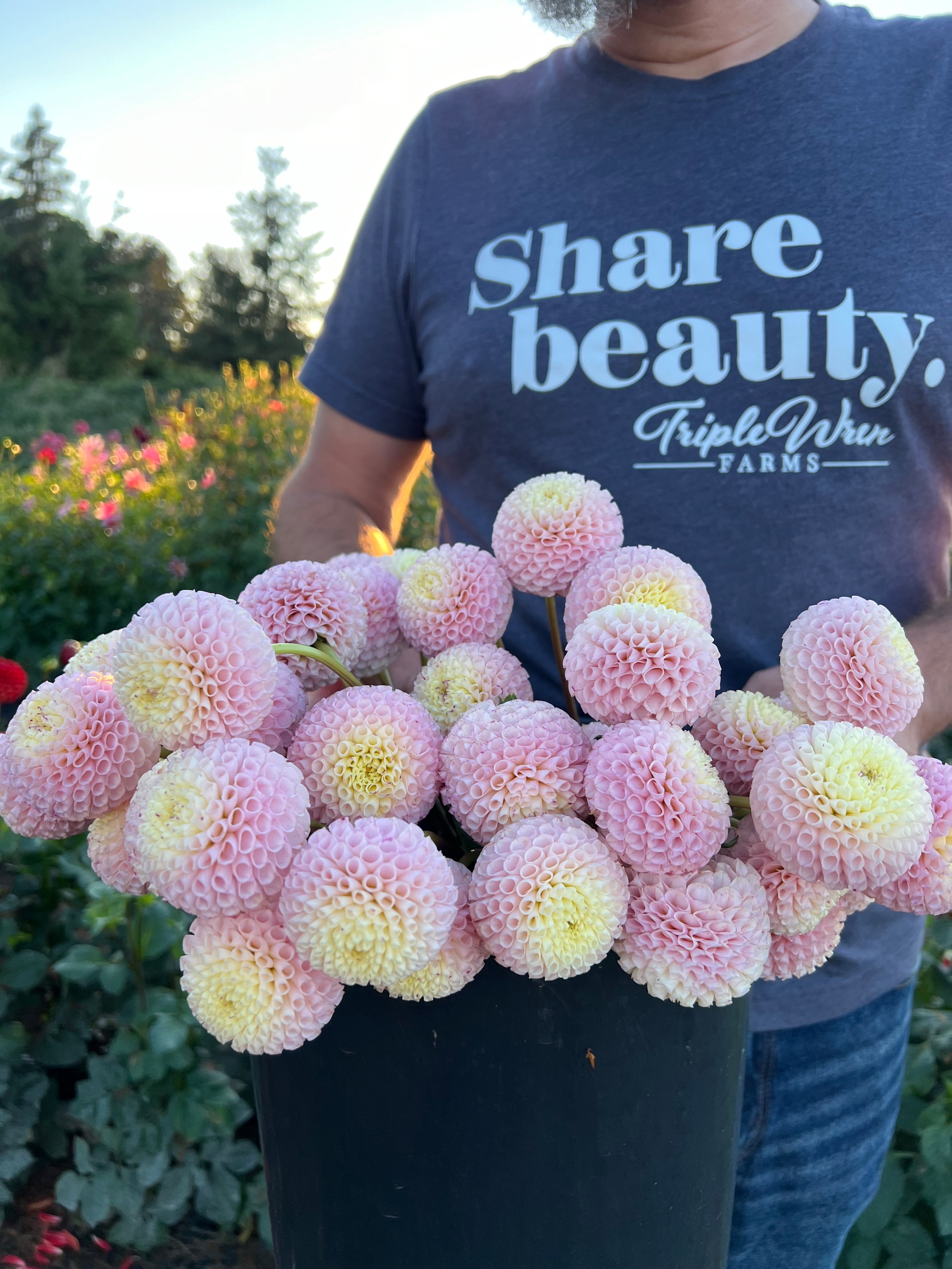Irish D Porter Dahlia Tuber – Triple Wren Farms