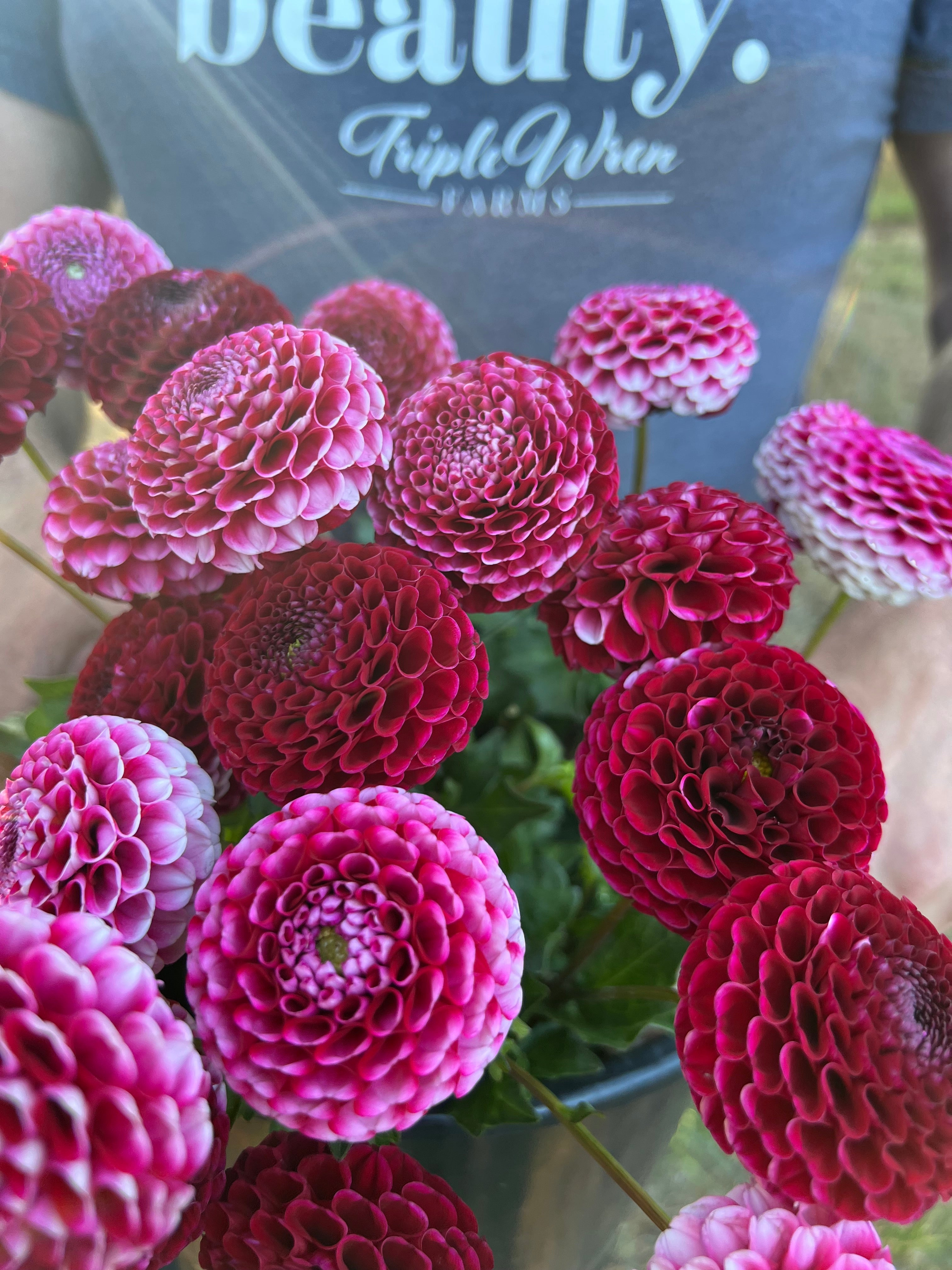 Chick A Dee Dahlia Tuber – Triple Wren Farms
