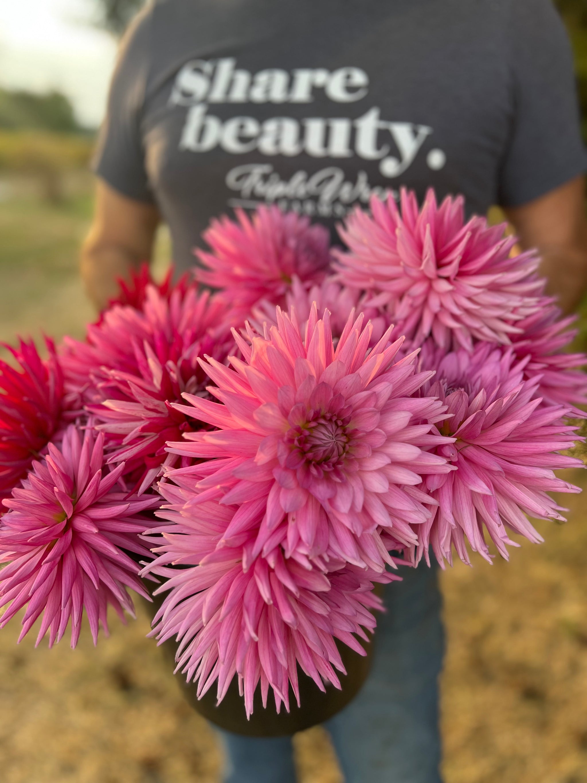 Sandia Barbie Dahlia Tuber – Triple Wren Farms