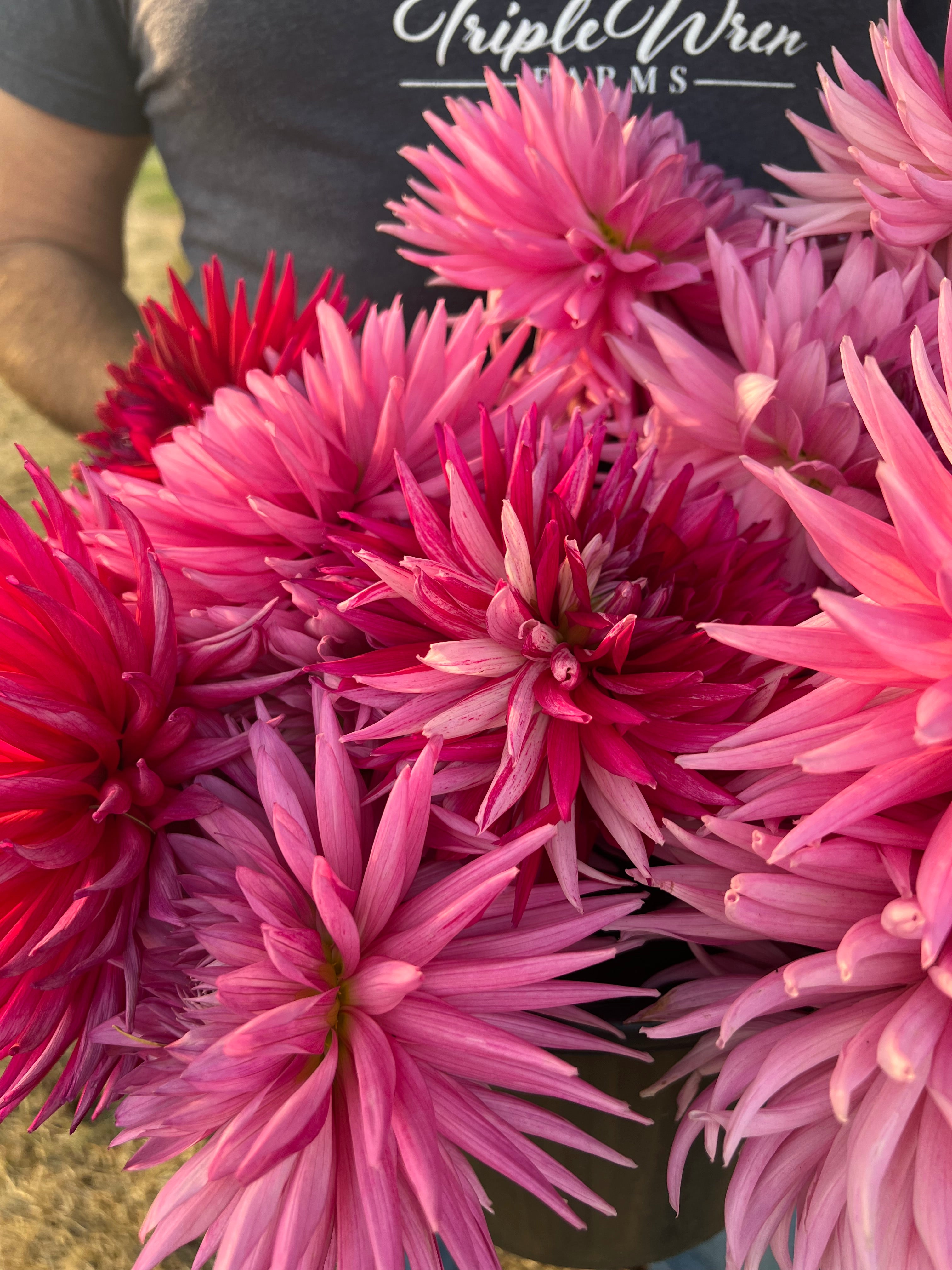 Sandia Barbie Dahlia Tuber – Triple Wren Farms
