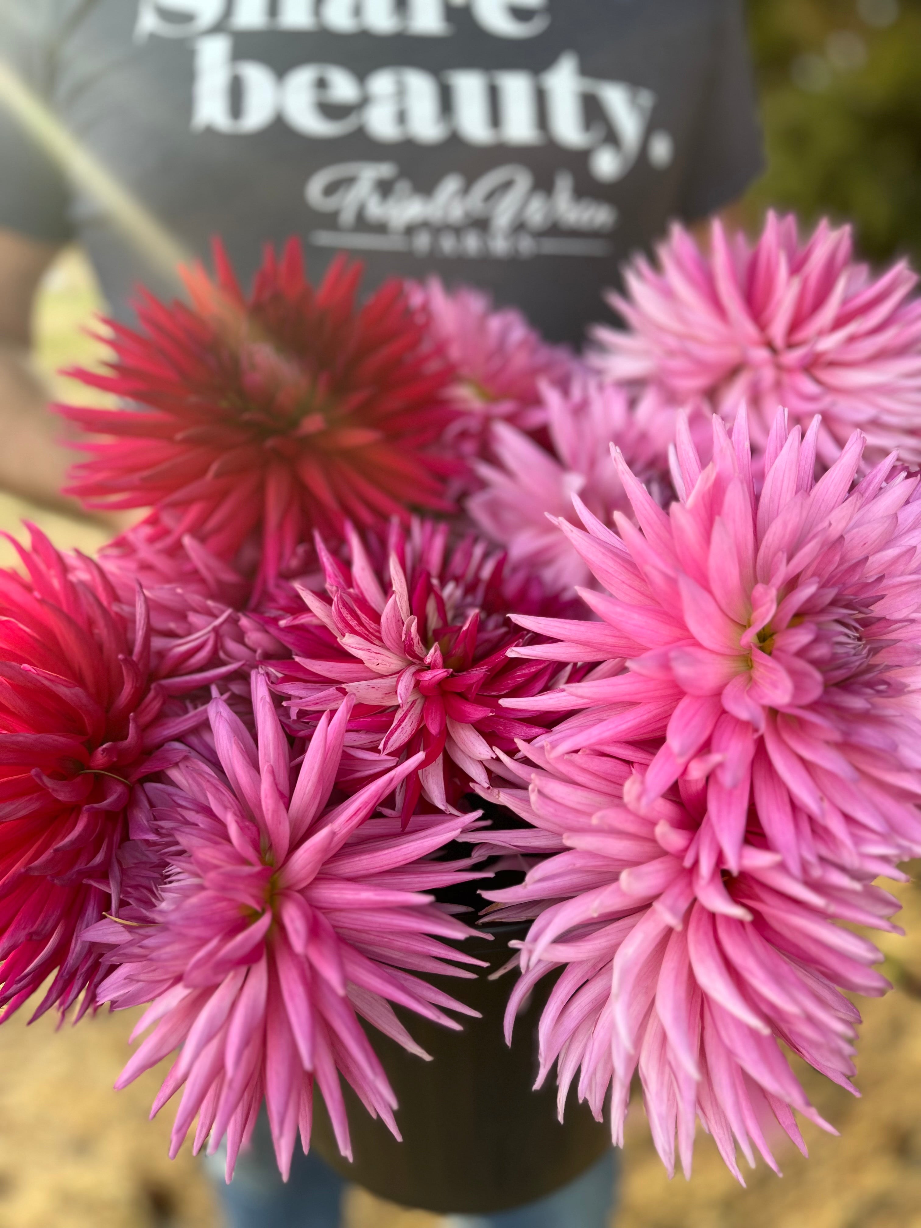 Sandia Barbie Dahlia Tuber – Triple Wren Farms