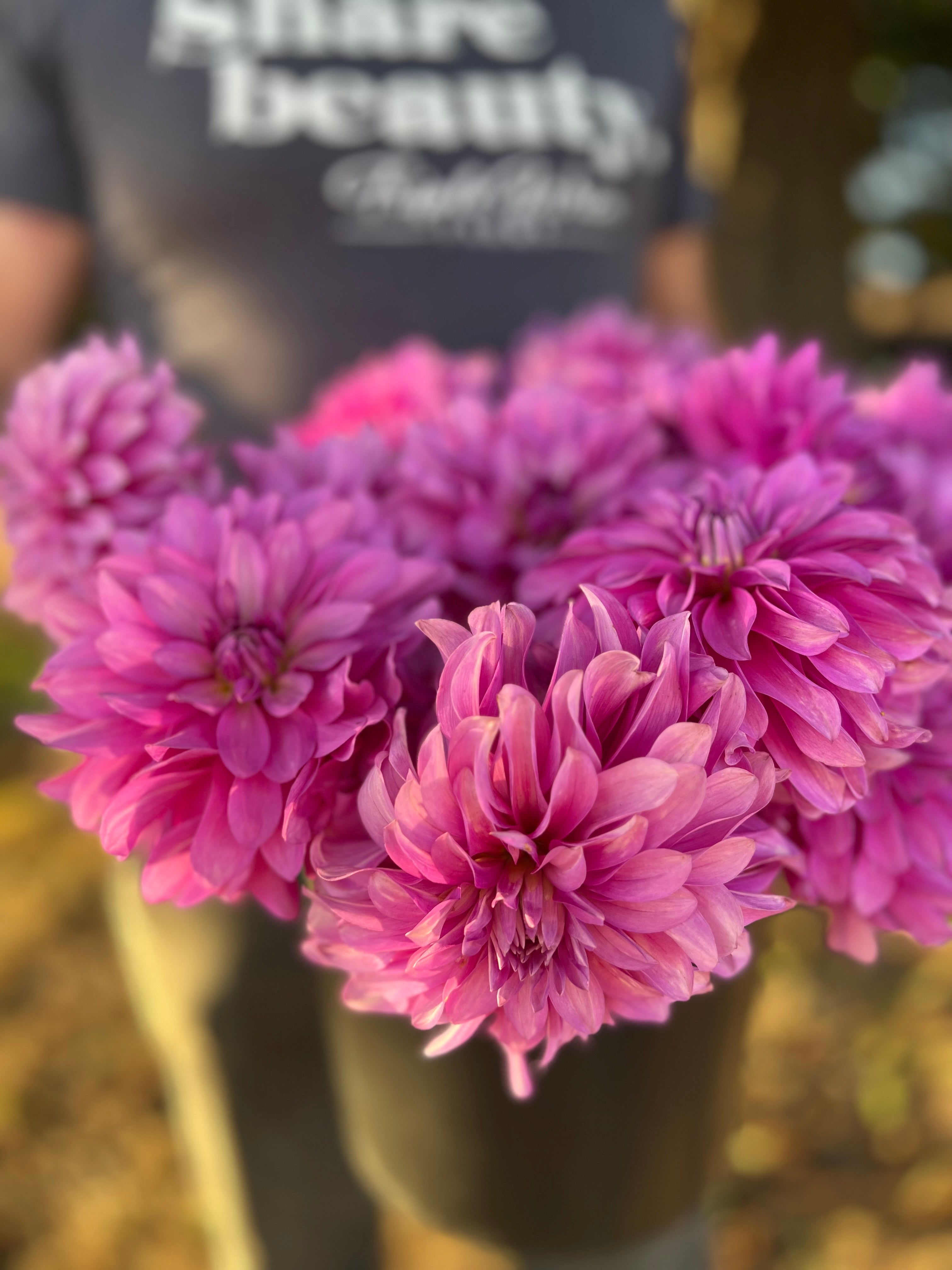 Bluetiful Dahlia Tuber – Triple Wren Farms