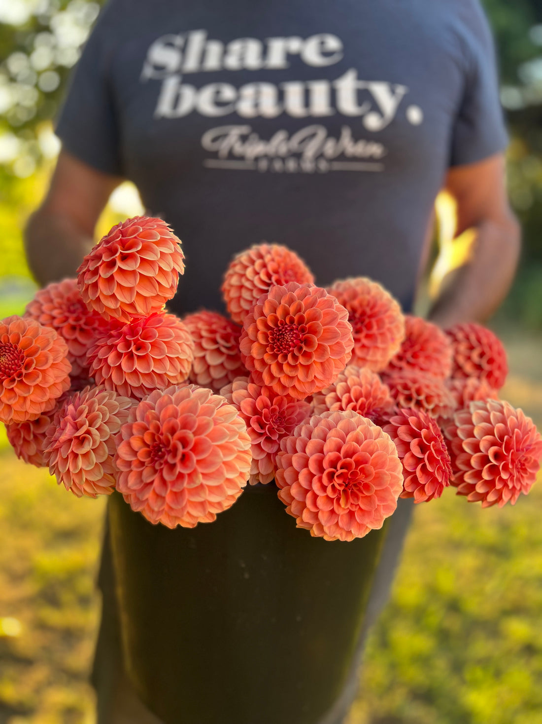 Rose Toscano Dahlia Tuber – Triple Wren Farms