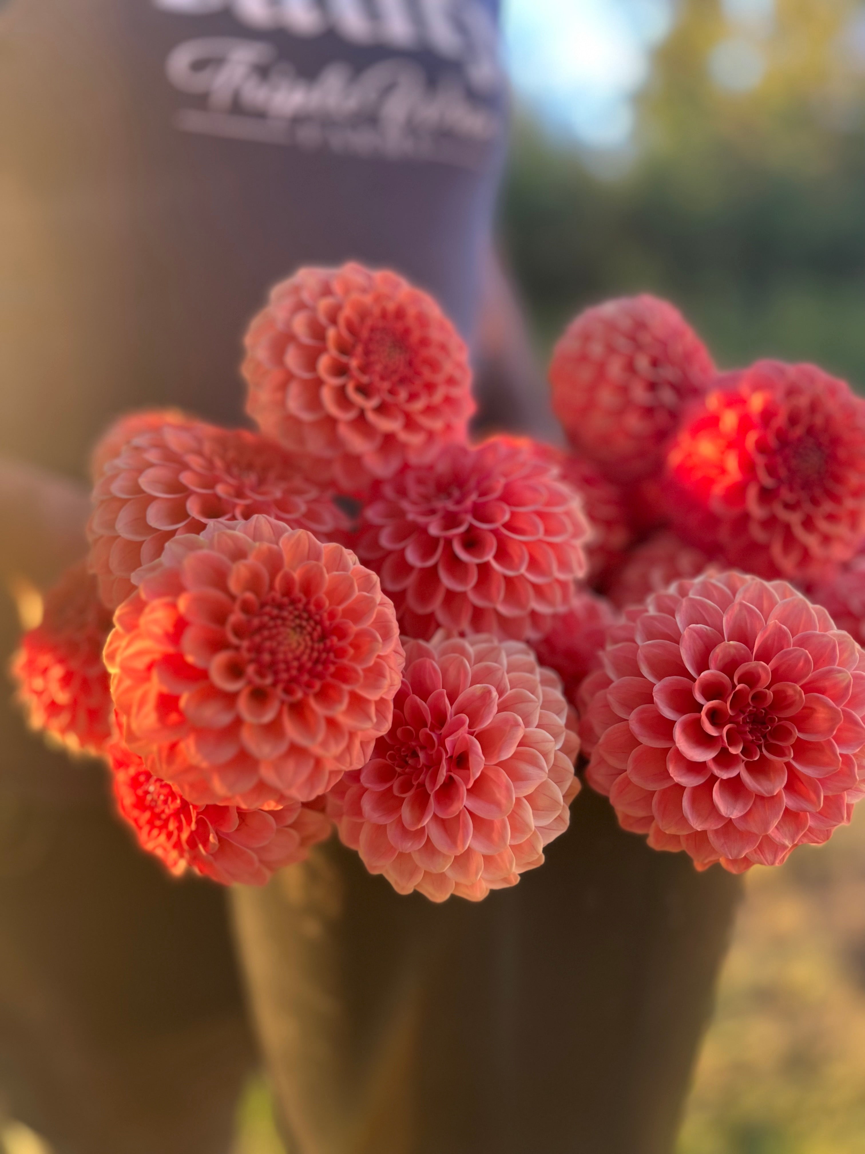 Rose Toscano Dahlia Tuber – Triple Wren Farms