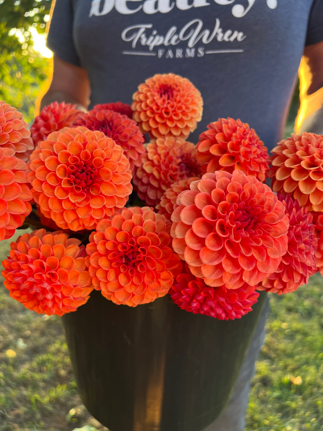 Valley Rustbucket Dahlia Tuber – Triple Wren Farms