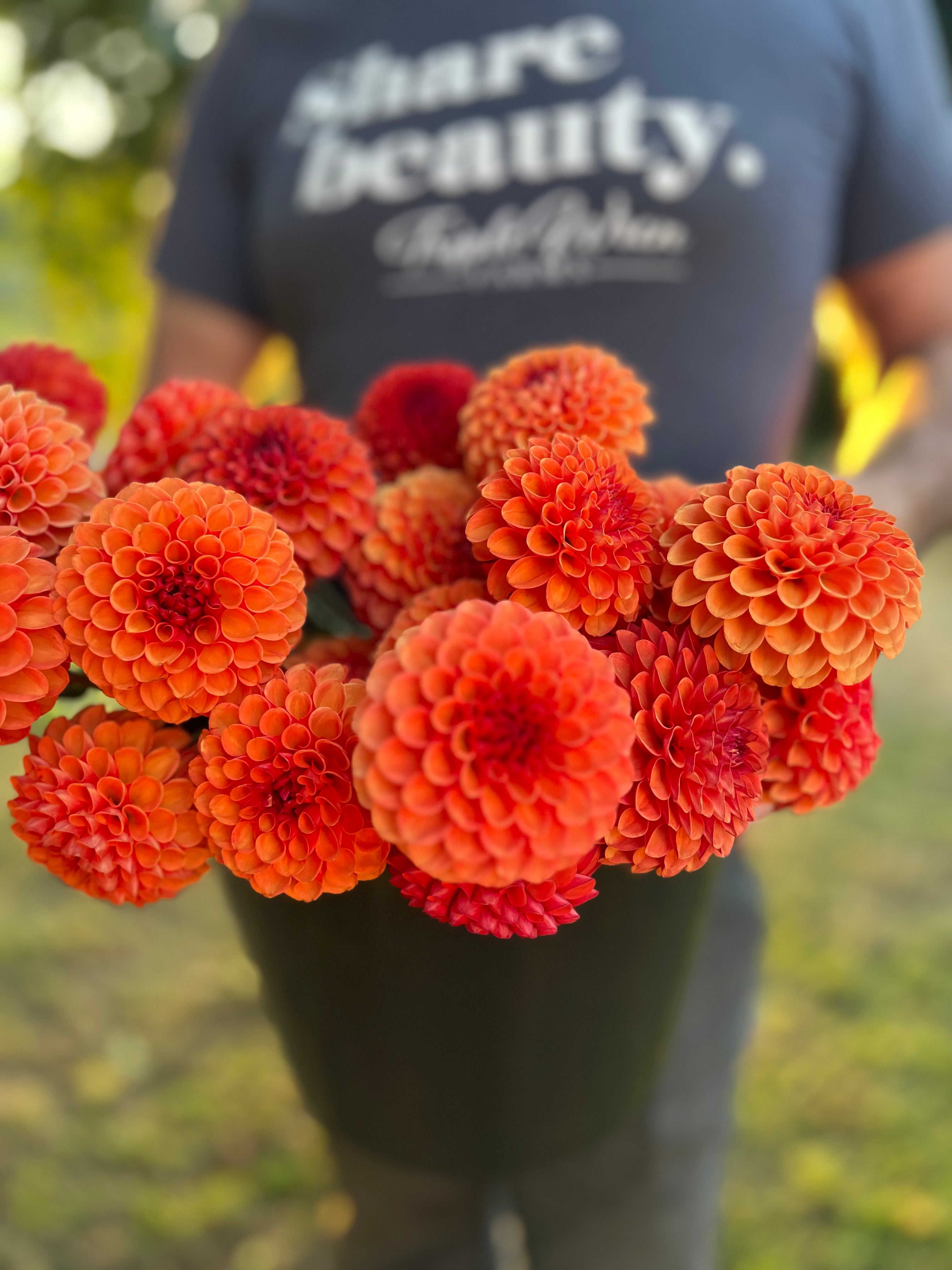 Valley Rustbucket Dahlia Tuber – Triple Wren Farms