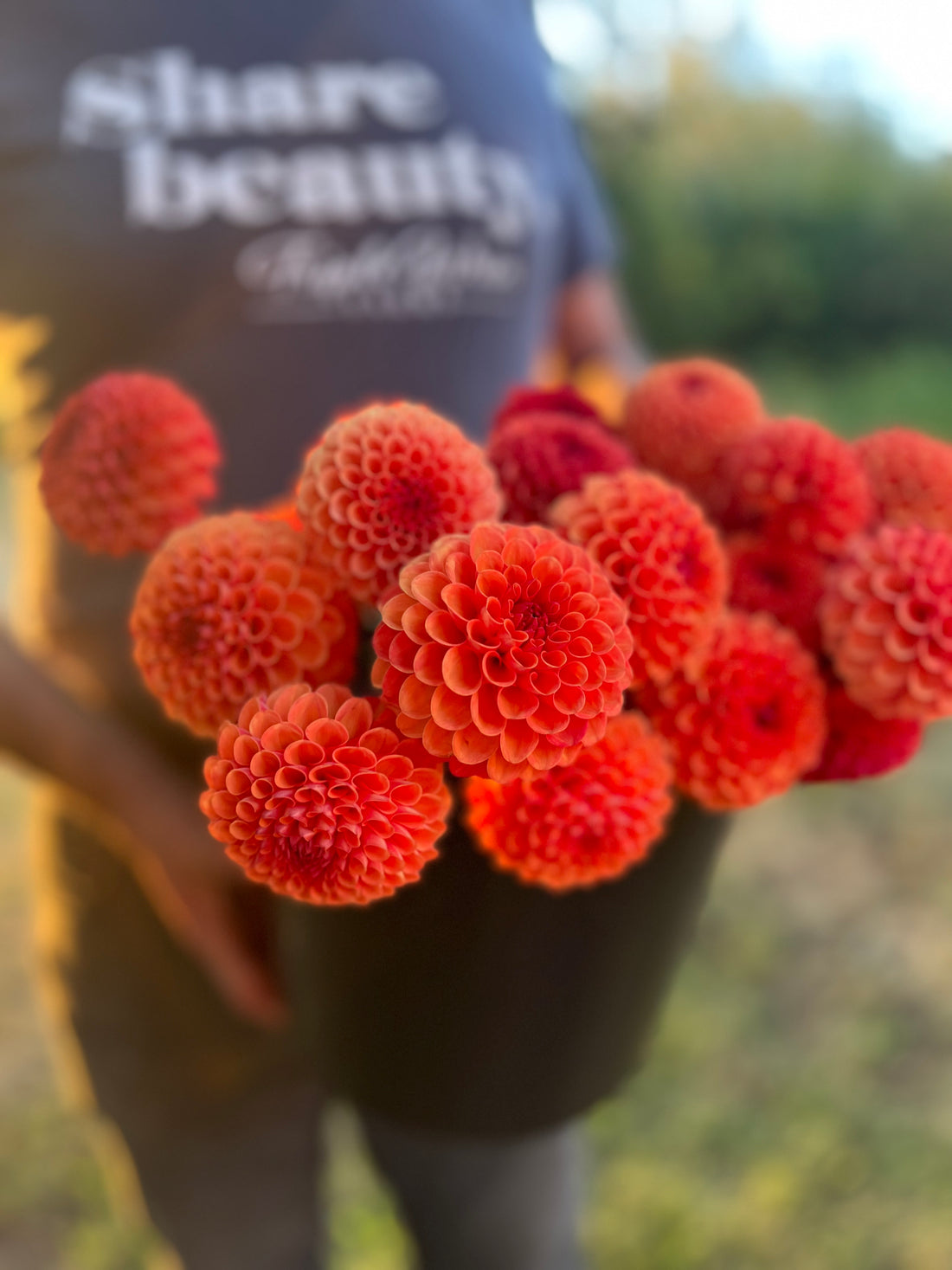 Valley Rustbucket Dahlia Tuber – Triple Wren Farms
