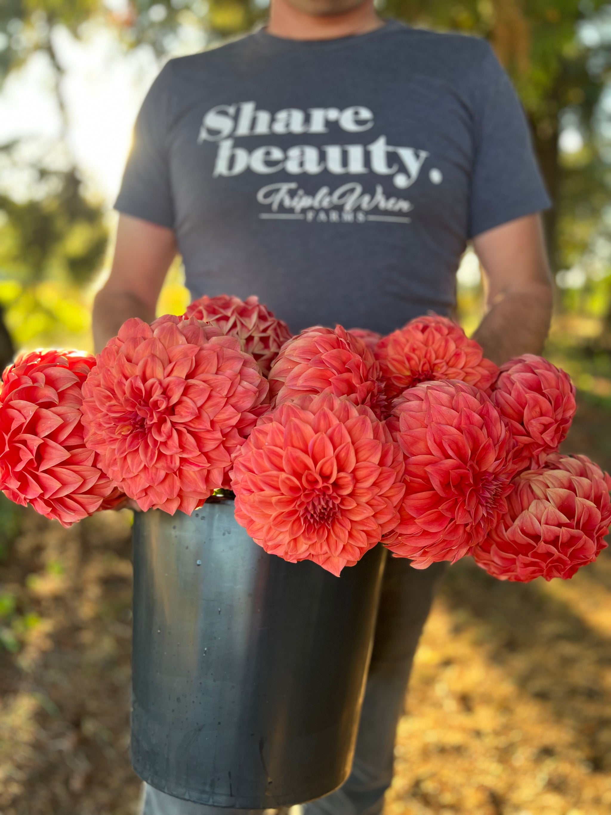 Sylvia Craig Hunter Dahlia Tuber – Triple Wren Farms