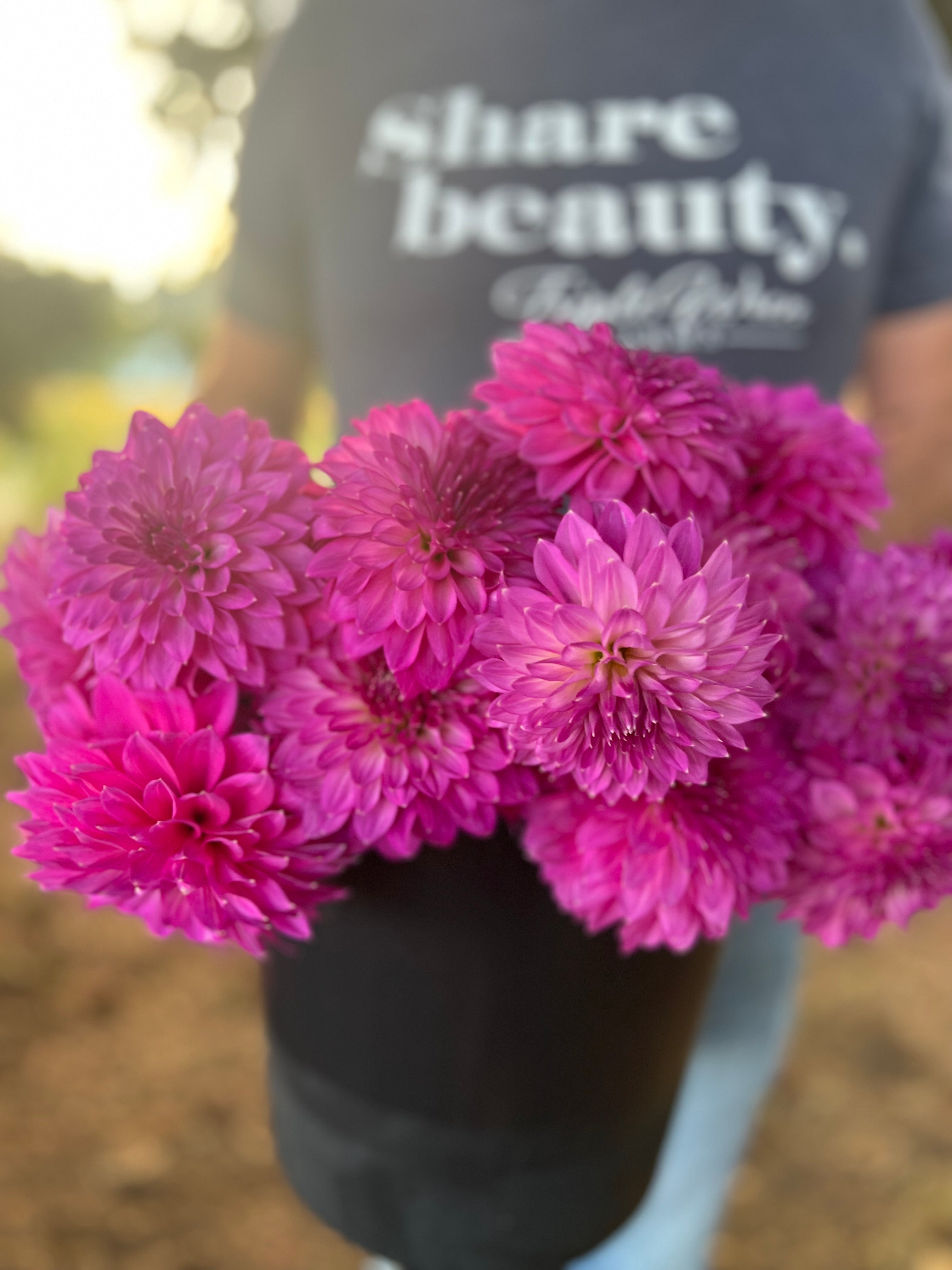 Bloomquist Clear Delight Dahlia Tuber – Triple Wren Farms