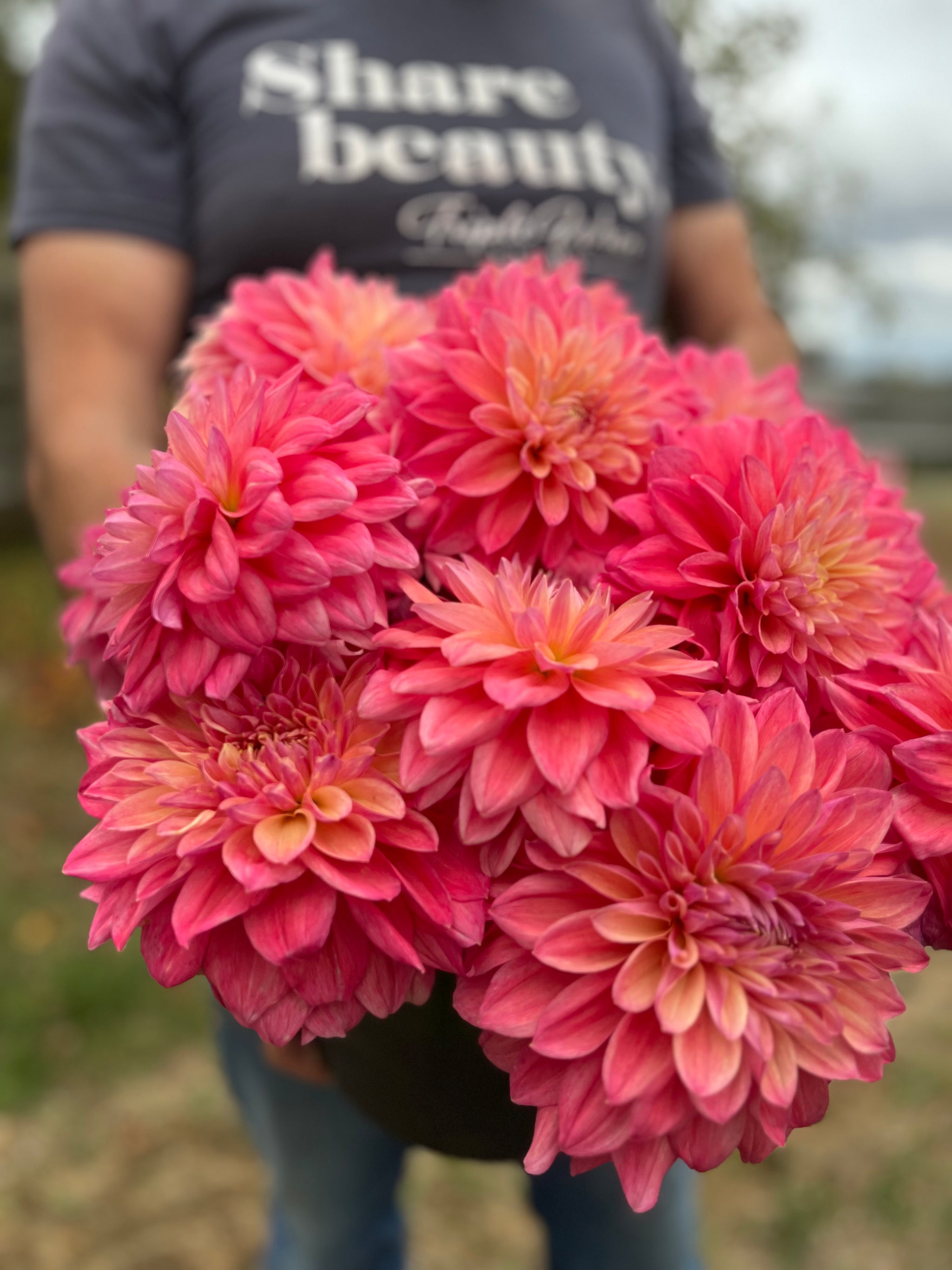 Scaur Swinton Dahlia Tuber – Triple Wren Farms