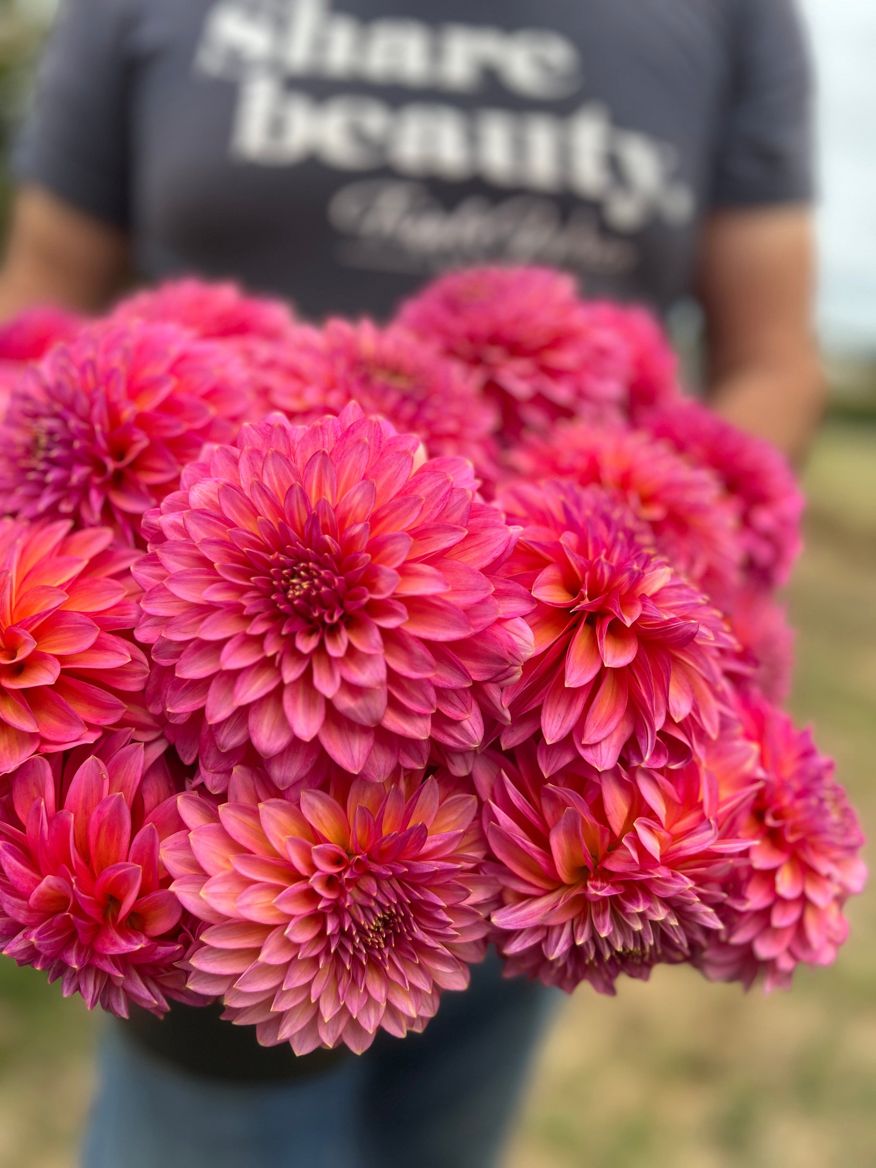 Bloomquist Mojo Dahlia Tuber – Triple Wren Farms