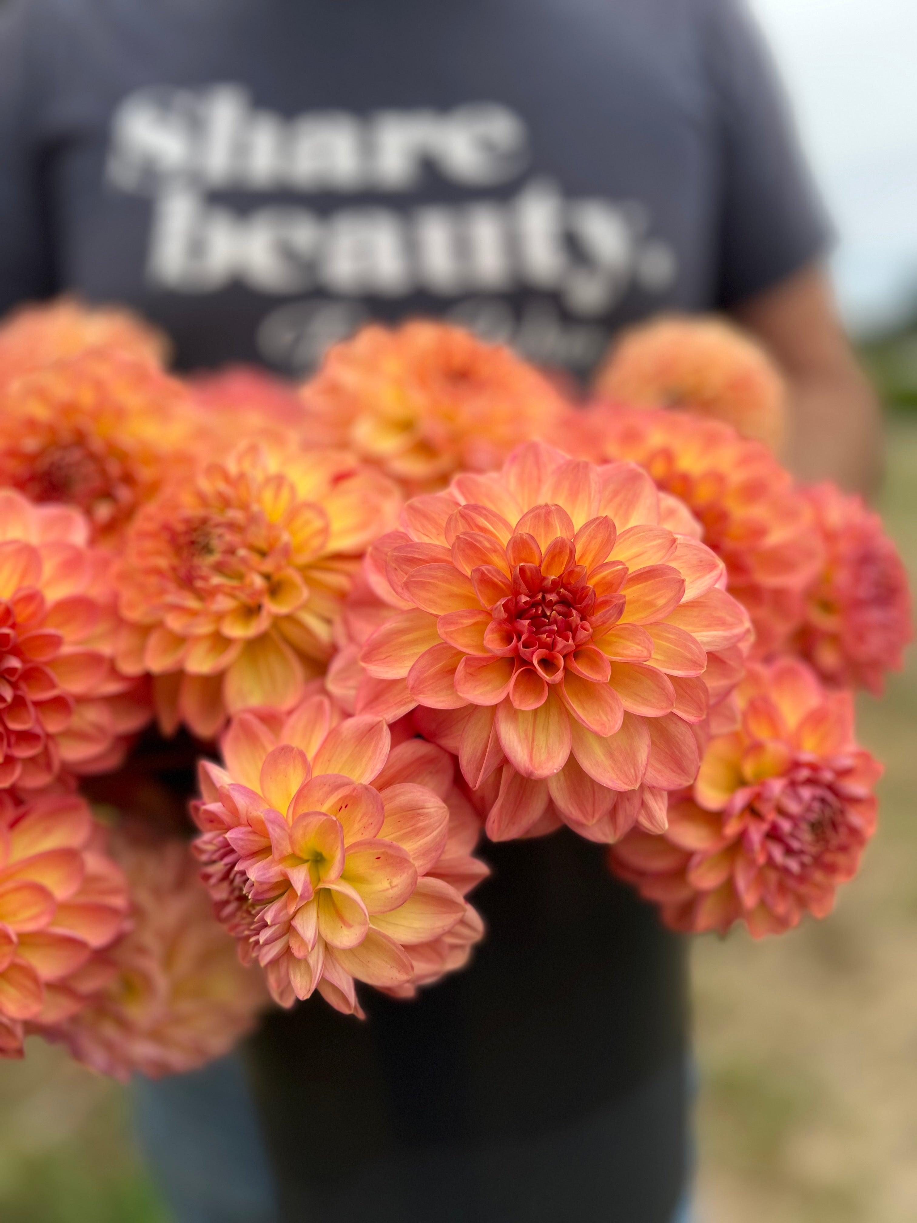 Lark's Ebbe Dahlia Tuber – Triple Wren Farms