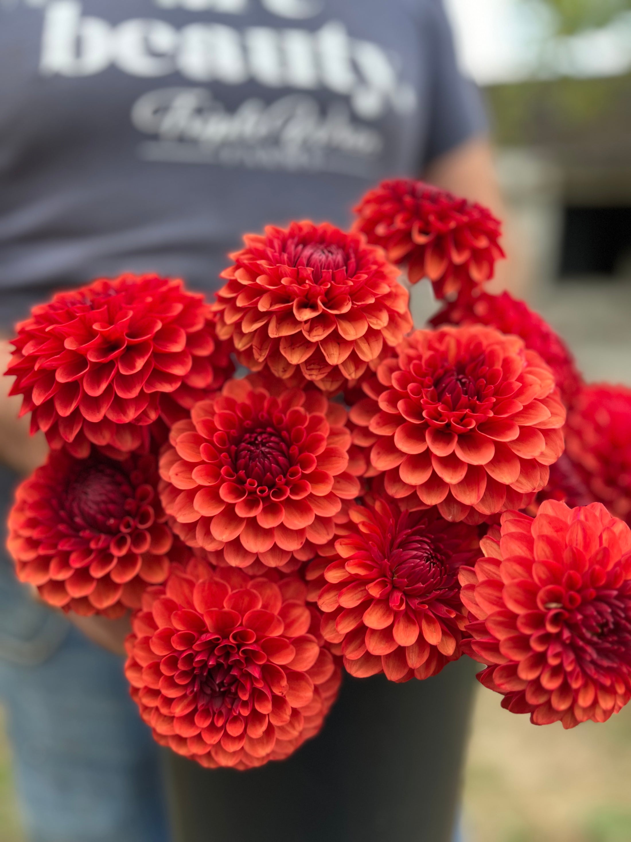 Brown Sugar Dahlia Tuber – Triple Wren Farms