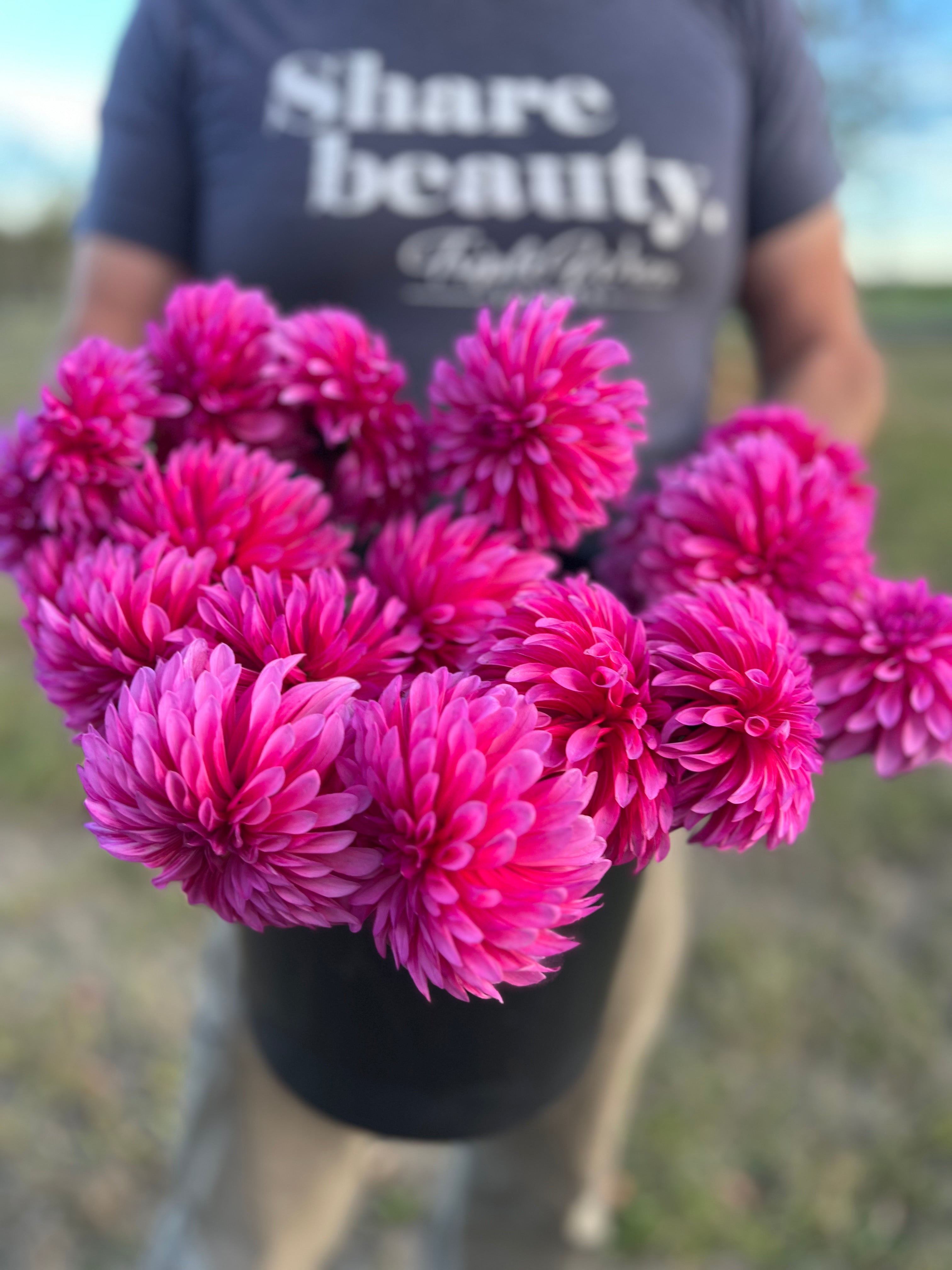 Bloomquist Pinwheel Dahlia Tuber – Triple Wren Farms