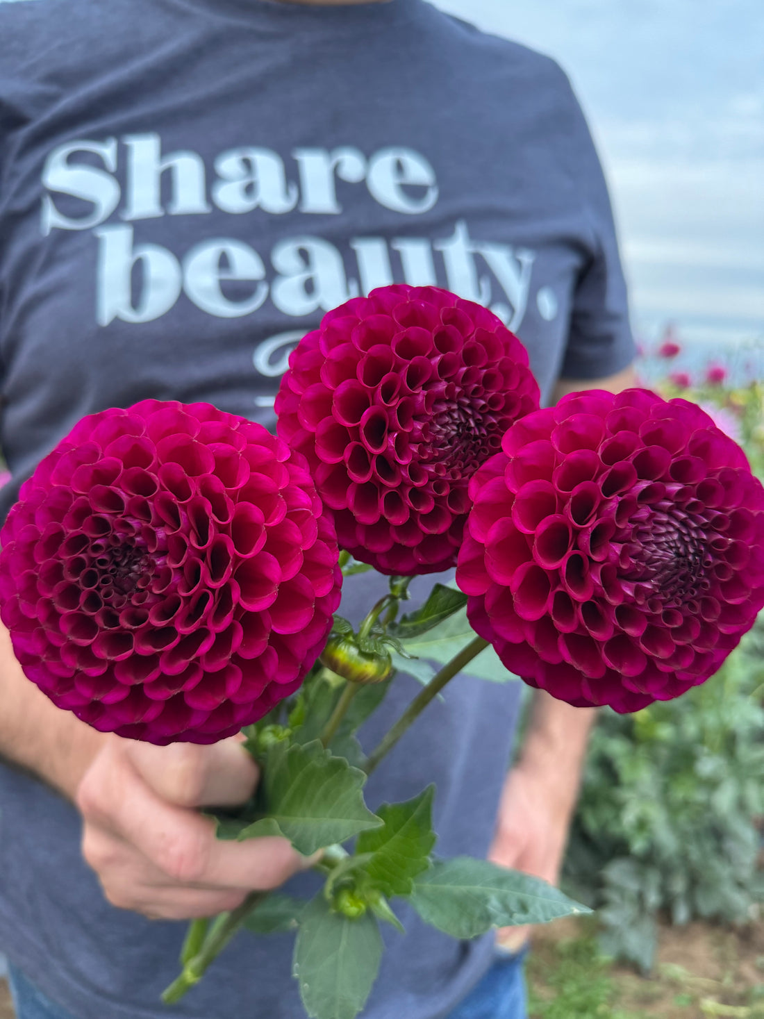 Irish Blackberry Dahlia Tuber – Triple Wren Farms