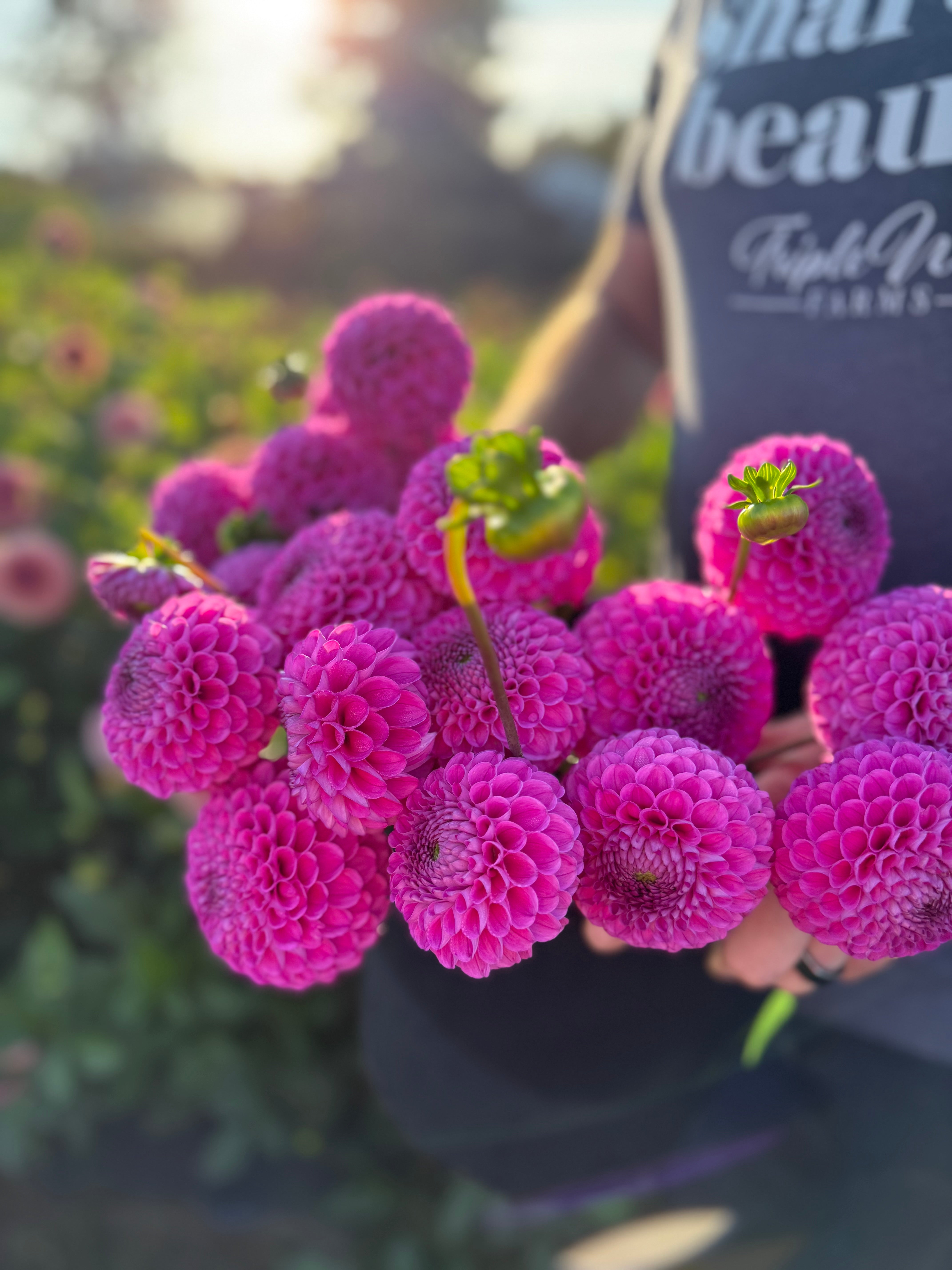 Ms Candy Dahlia Tuber – Triple Wren Farms