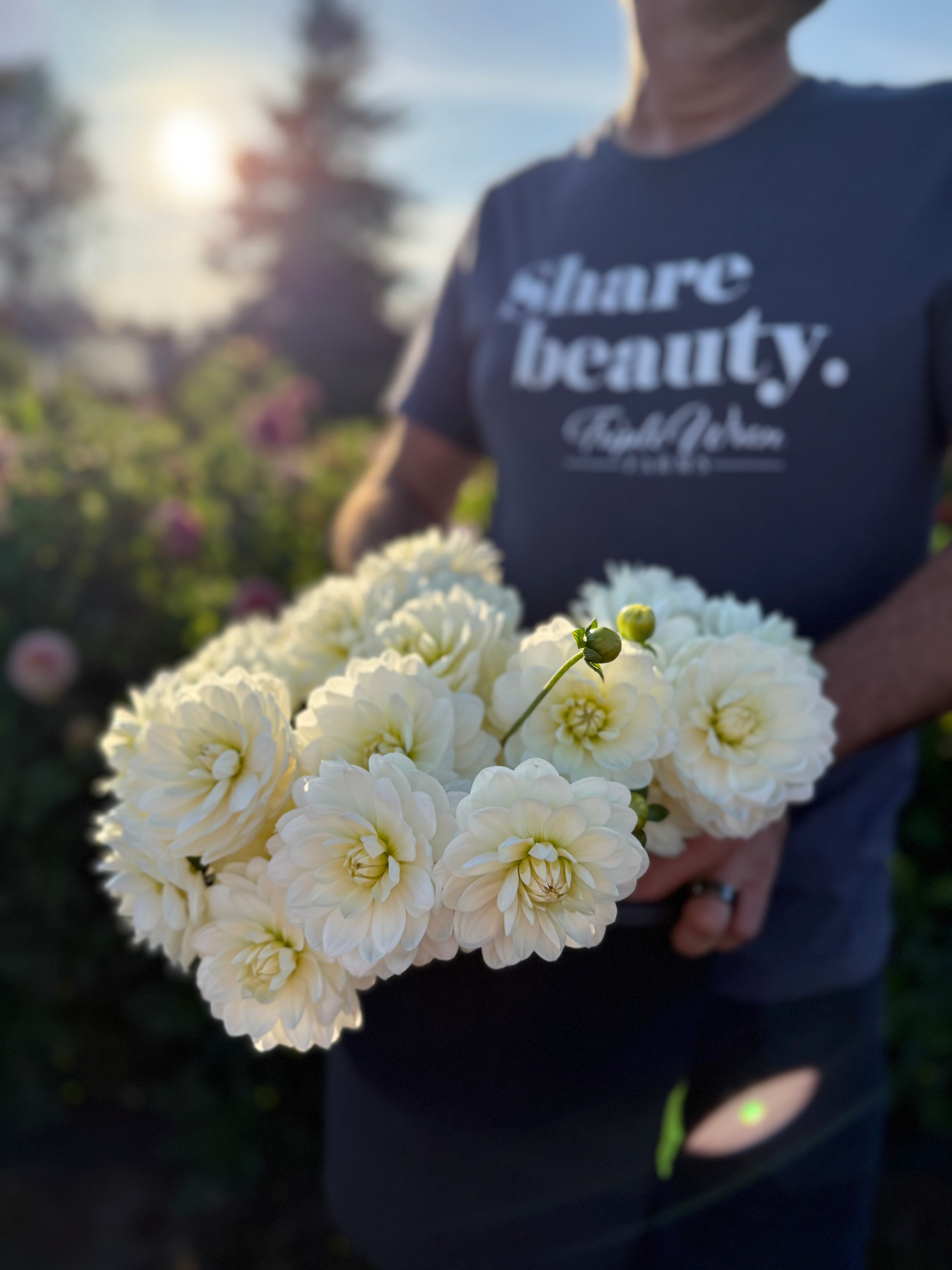 Ms Cherub Dahlia Tuber – Triple Wren Farms
