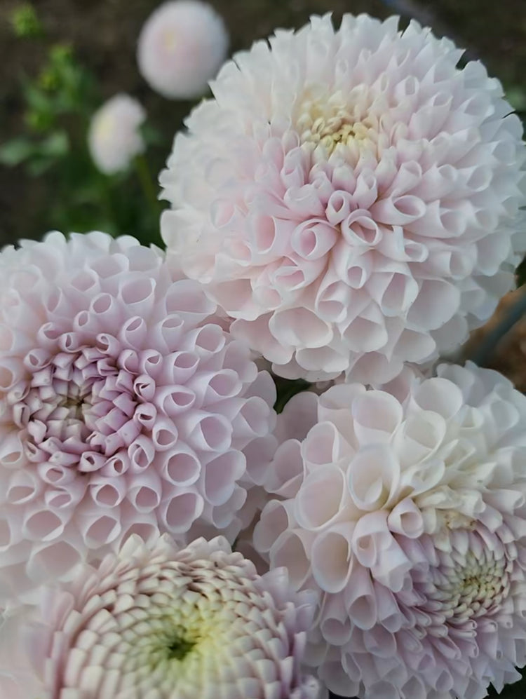 Ms Beth Dahlia Tuber – Triple Wren Farms