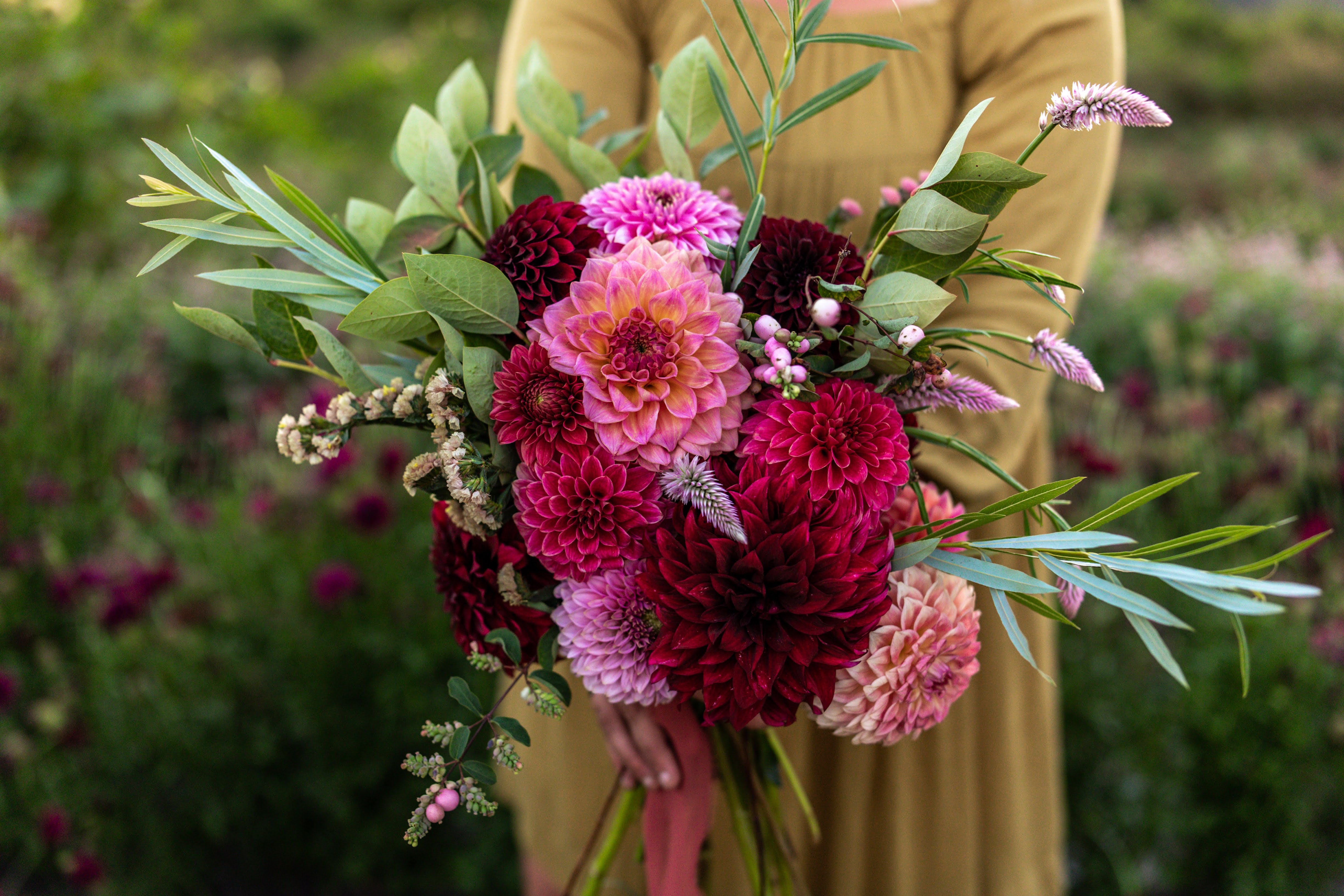 Novice Hybridizer Dahlia Application – Triple Wren Farms