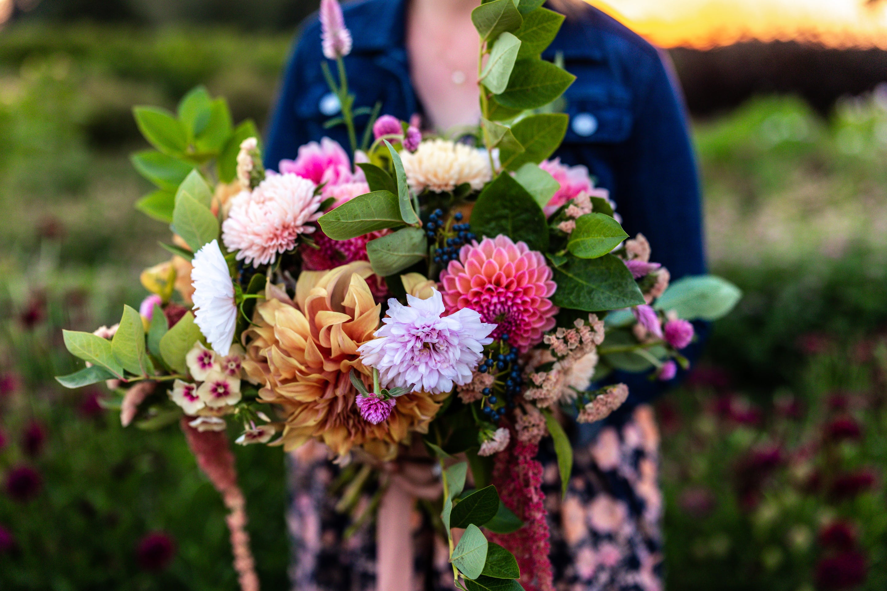 Novice Hybridizer Dahlia Application – Triple Wren Farms